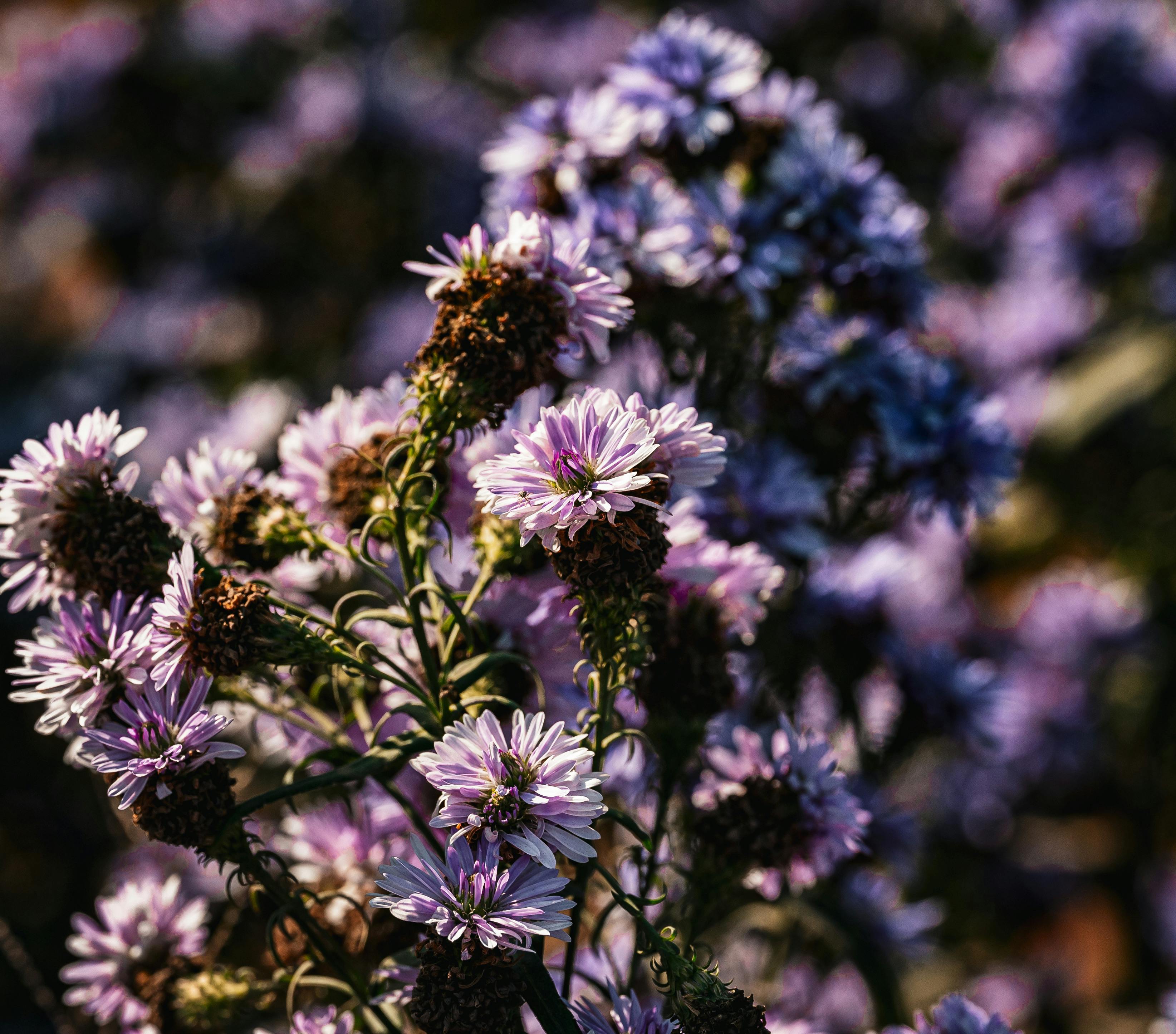 Free Violet Background Photos, Download The BEST Free Free Violet ...