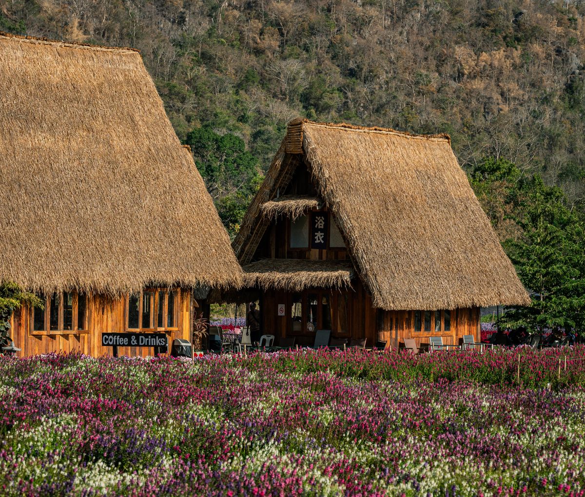 Coffee Landscape Photos Photos, Download The BEST Free Coffee Landscape ...