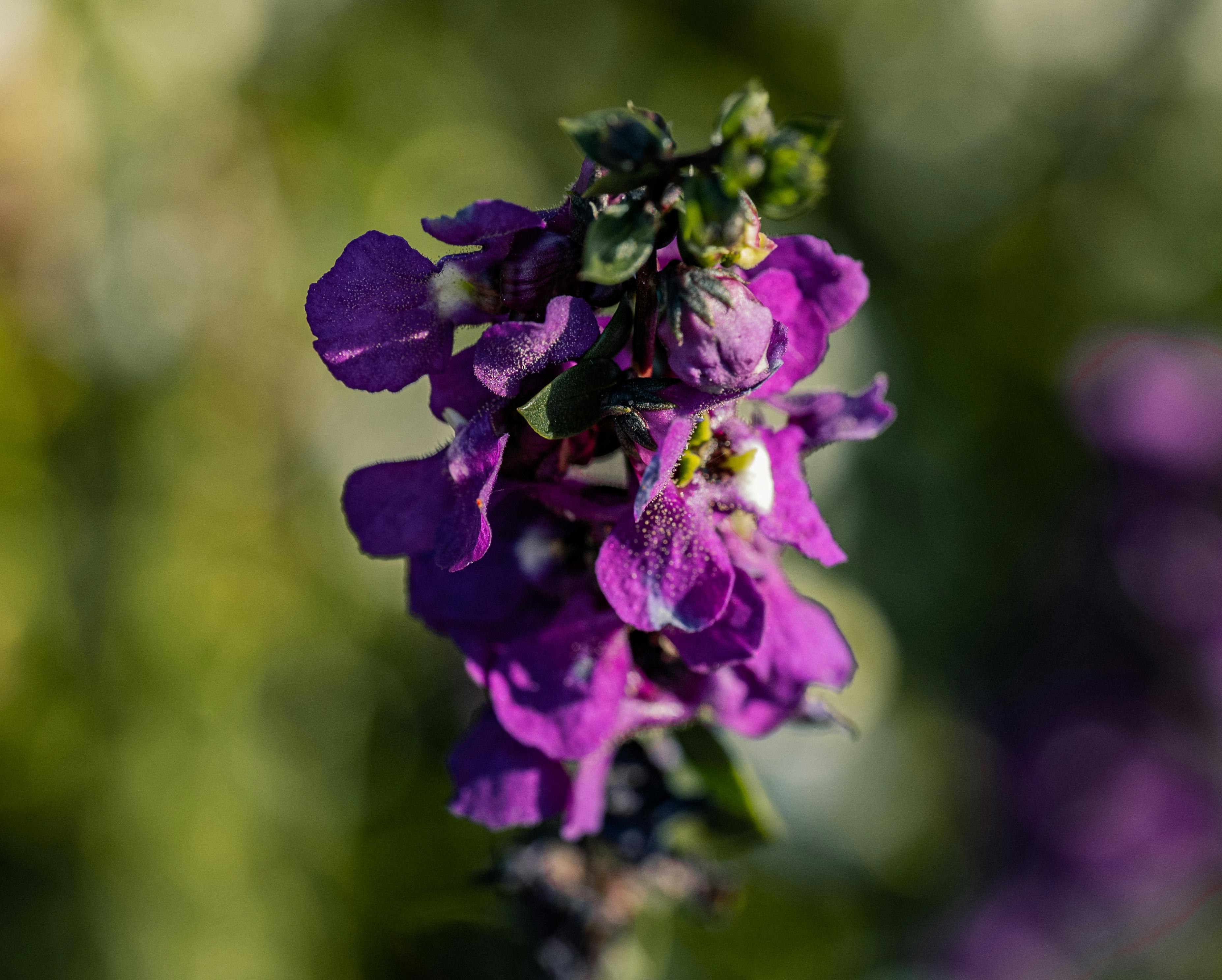 Purple Images Photos, Download The BEST Free Purple Images Stock Photos ...