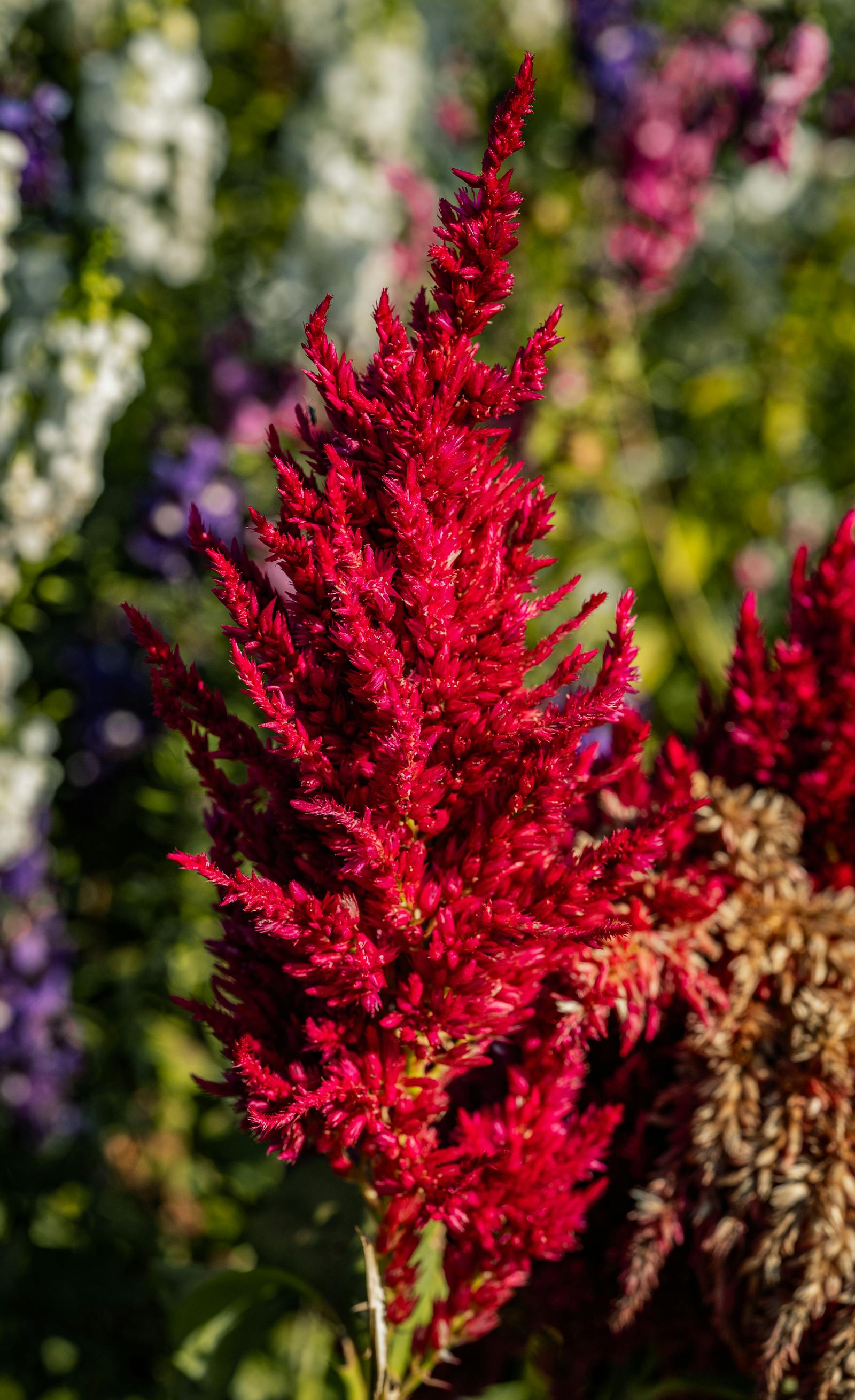 Flower Images Photos, Download The BEST Free Flower Images Stock Photos ...