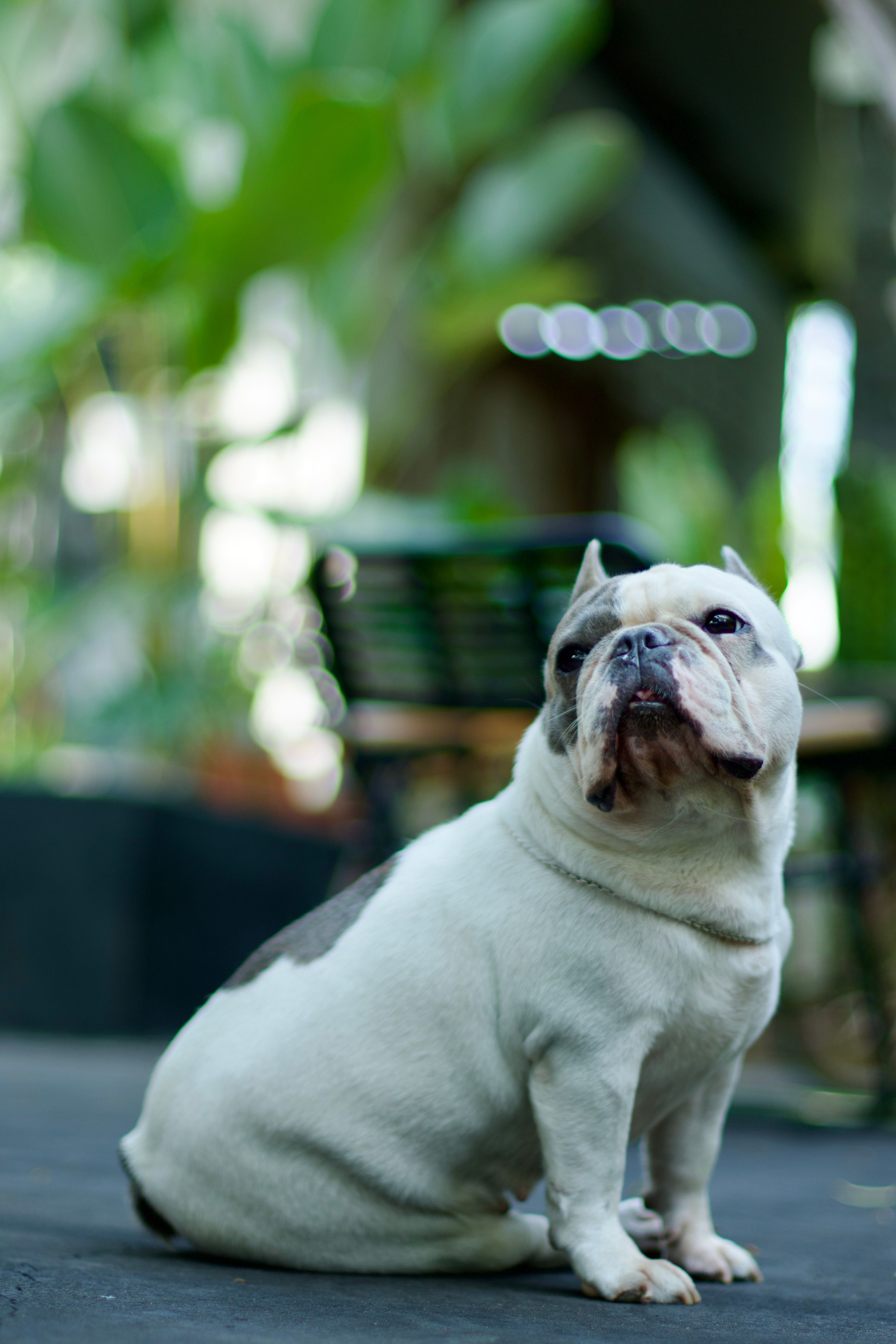 Charming Bulldog Relaxing in Lush Garden Setting · Free Stock Photo