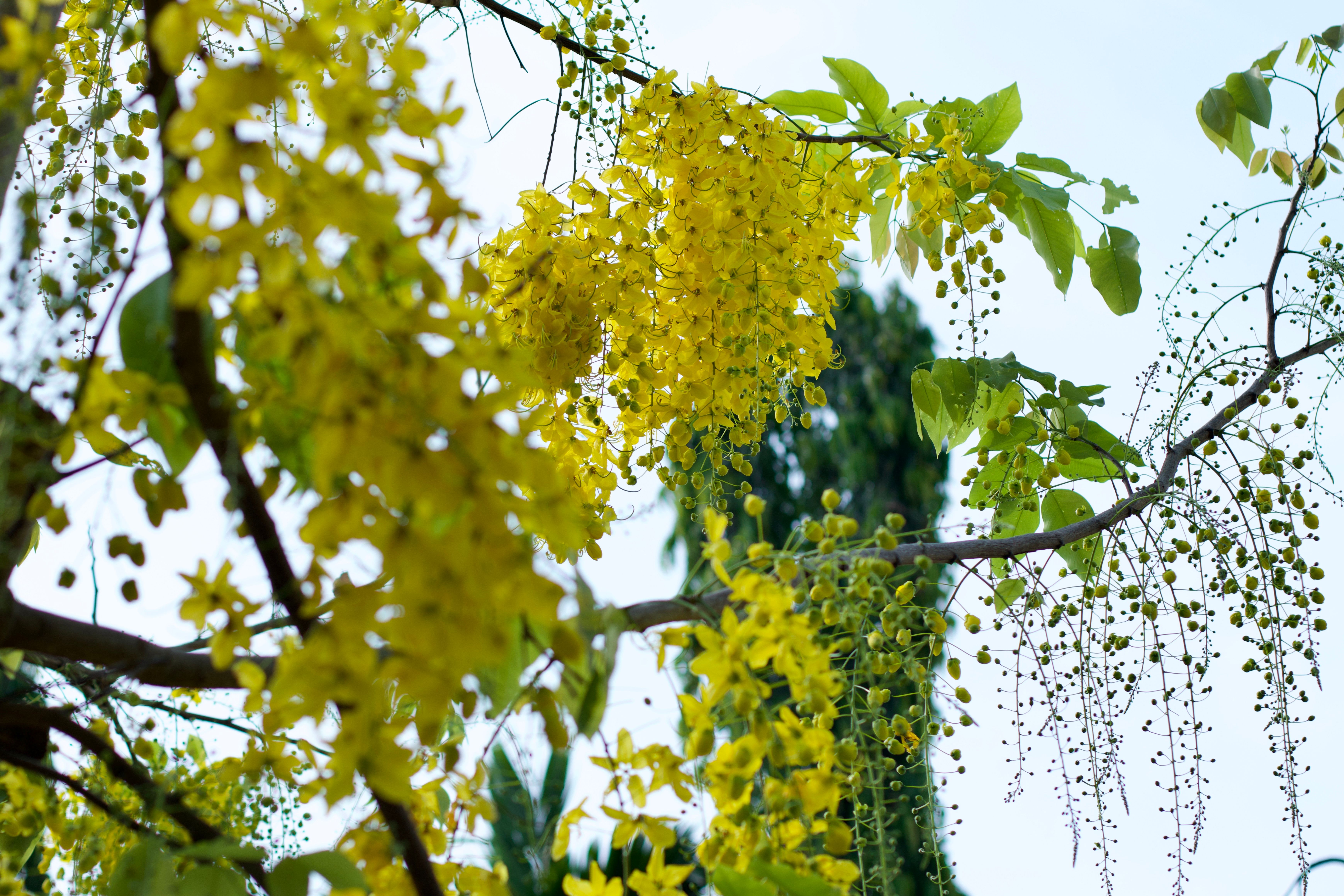 Golden Shower Tree Blossoms Against Clear Sky · Free Stock Photo