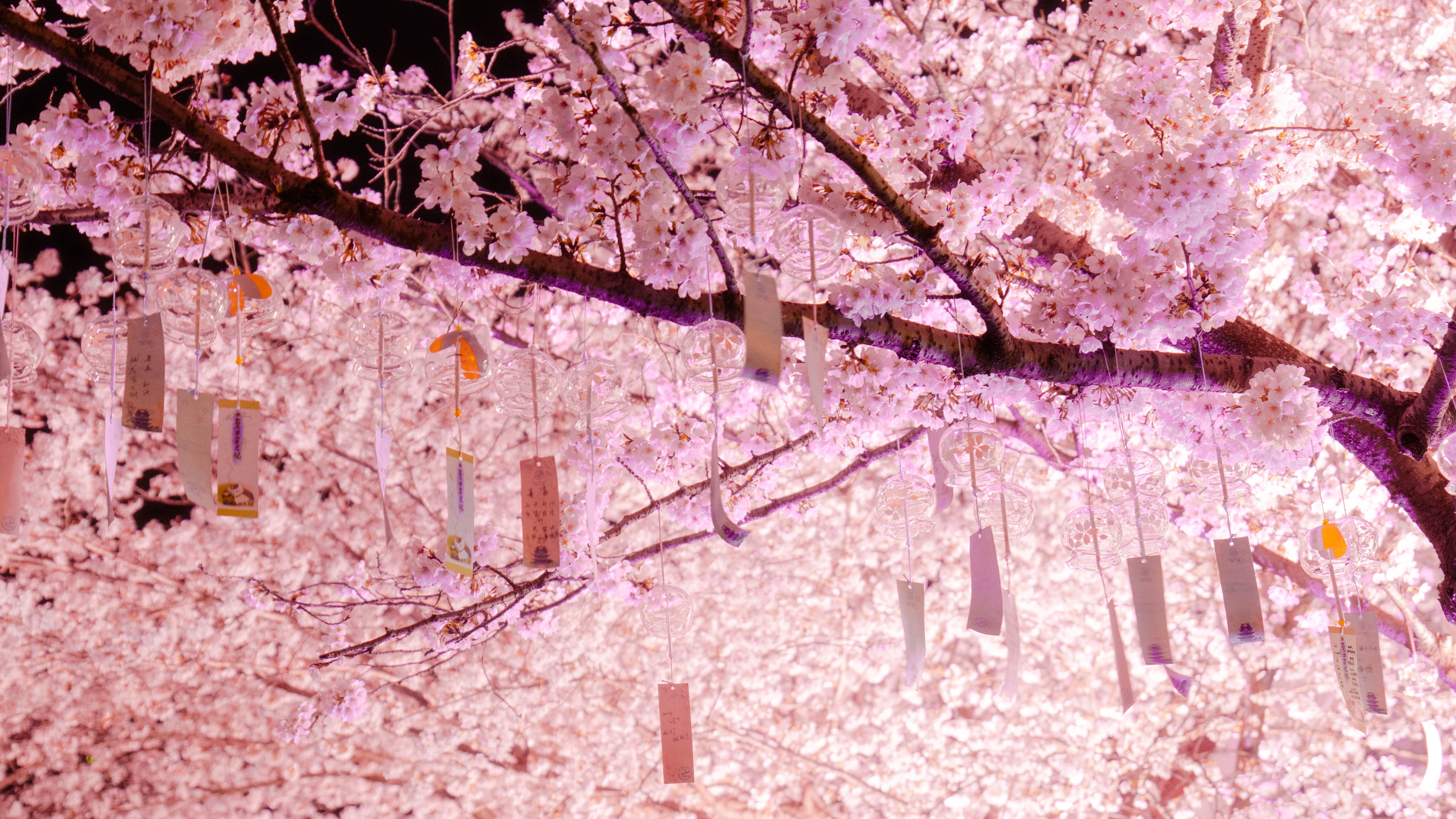 Illuminated Cherry Blossom Trees with Wishing Tags · Free Stock Photo