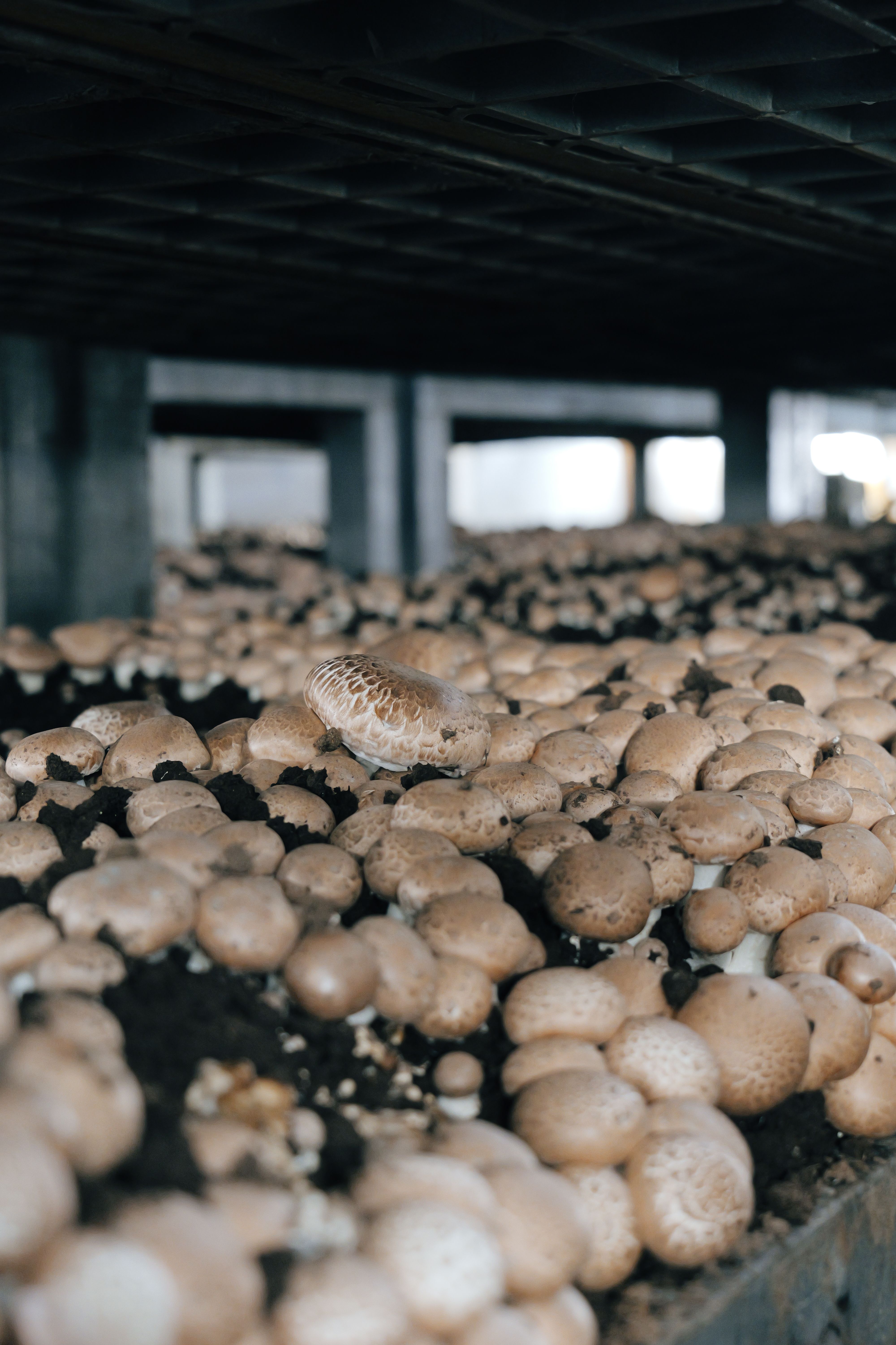 Button Mushrooms Growing in Indoor Farm Setting · Free Stock Photo