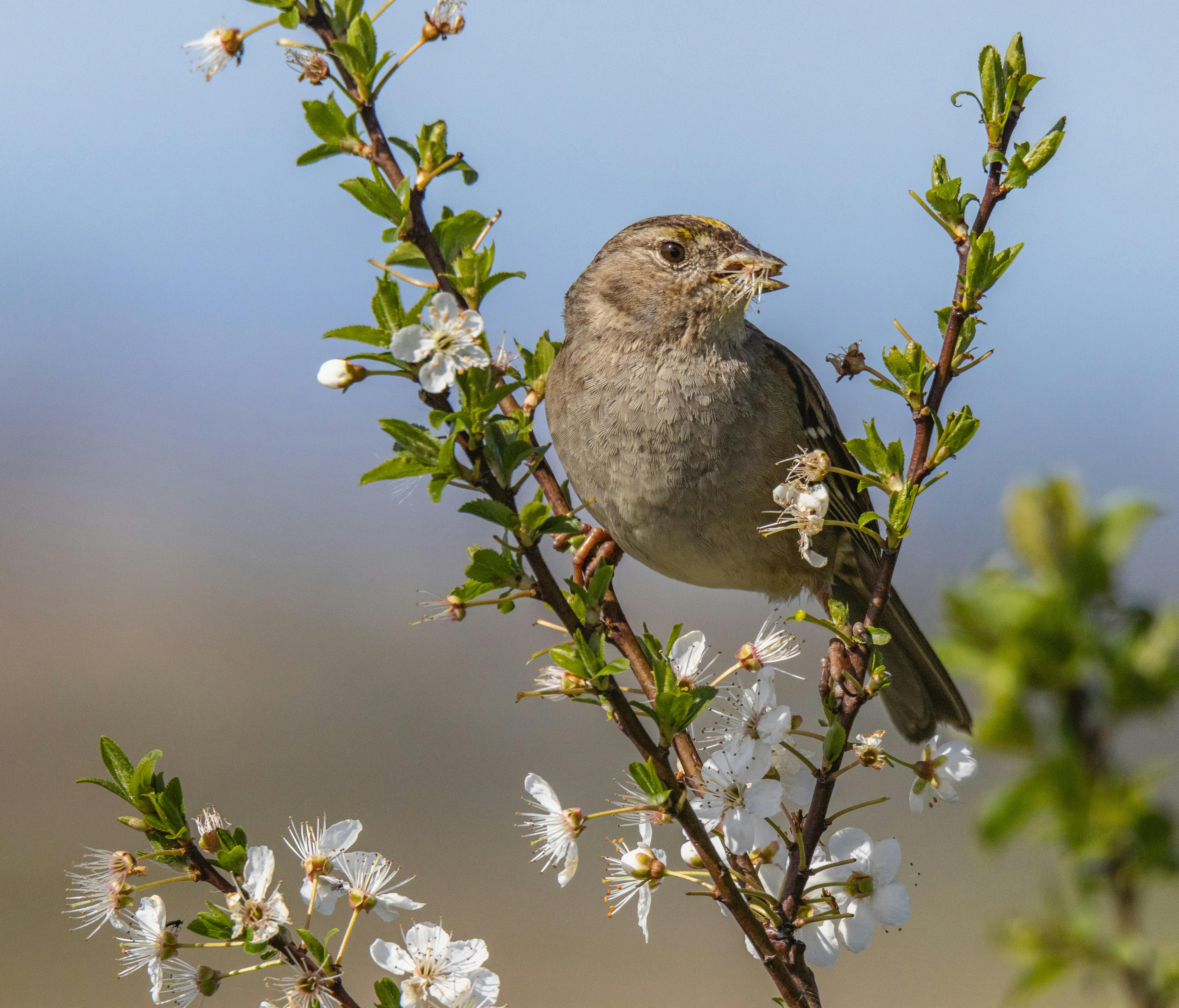 Sparrow on Branches with Spring Blossoms · Free Stock Photo