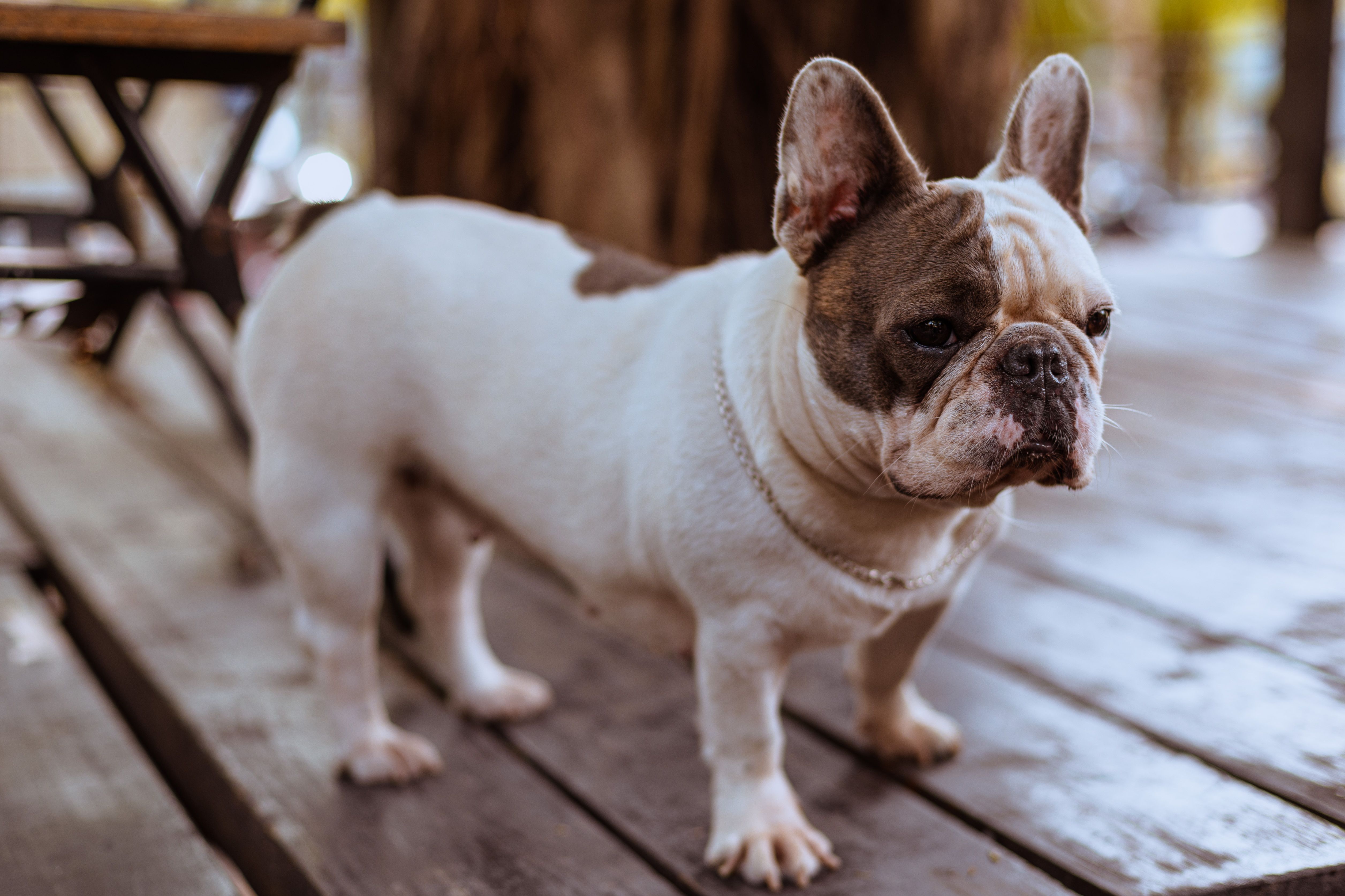 Small Dog Photos, Download The BEST Free Small Dog Stock Photos & HD Images