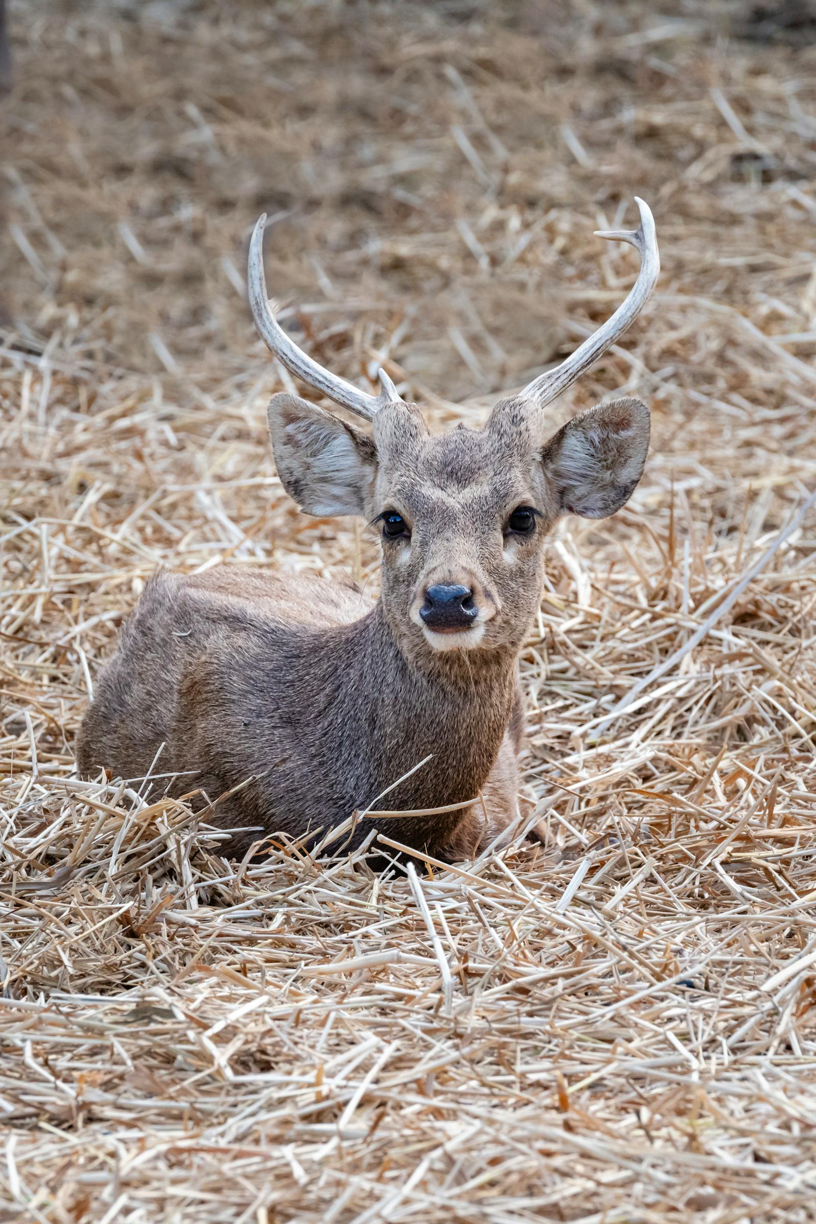 Deer. Photos, Download The BEST Free Deer. Stock Photos & HD Images