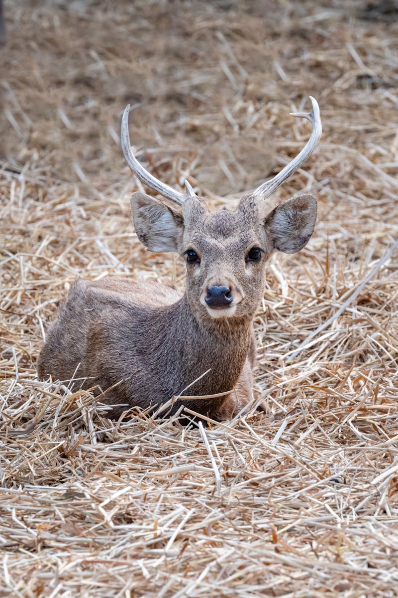 Deer. Photos, Download The BEST Free Deer. Stock Photos & HD Images