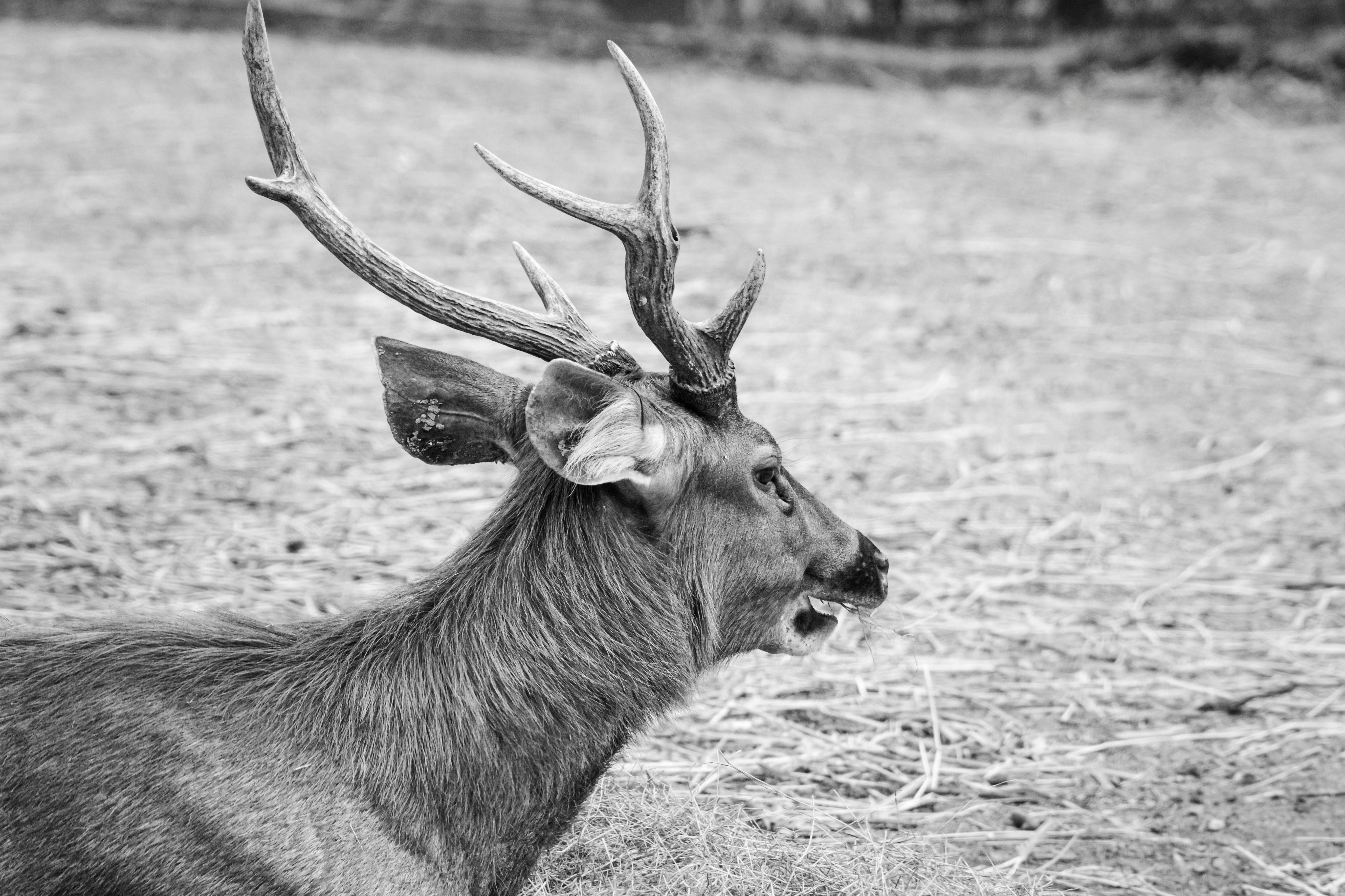 Buck Thesis Photos, Download The BEST Free Buck Thesis Stock Photos ...