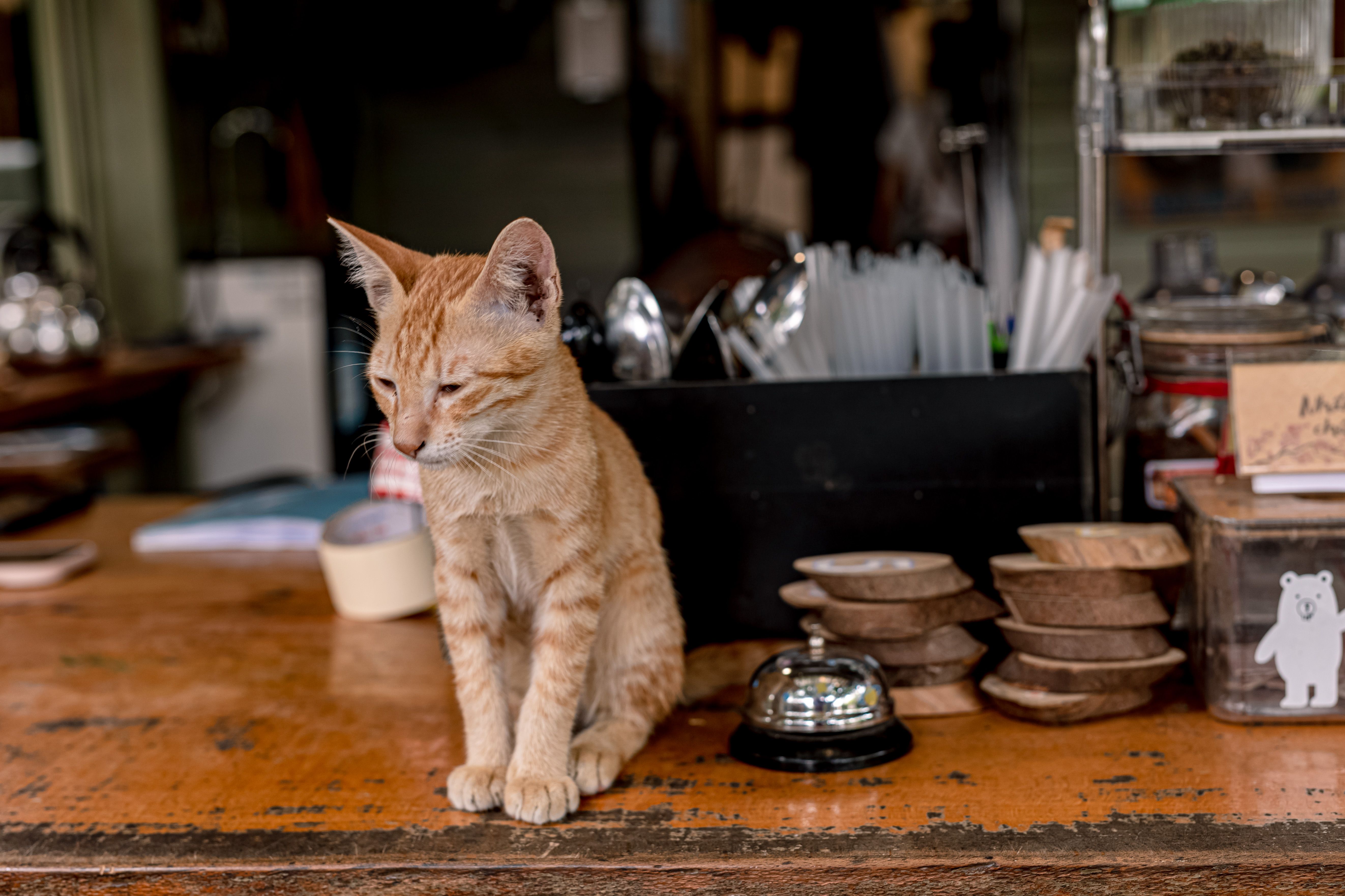 Cute Ginger Cat Sitting on Cafe Counter · Free Stock Photo