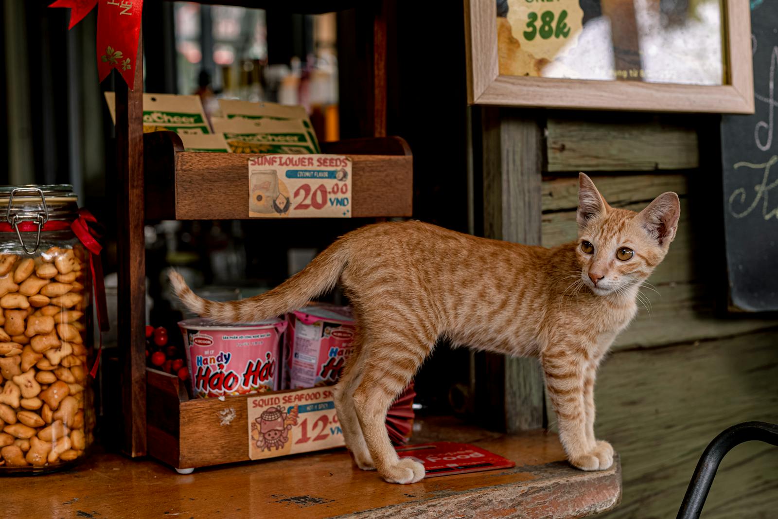 Pet Store Photos, Download The BEST Free Pet Store Stock Photos & HD Images