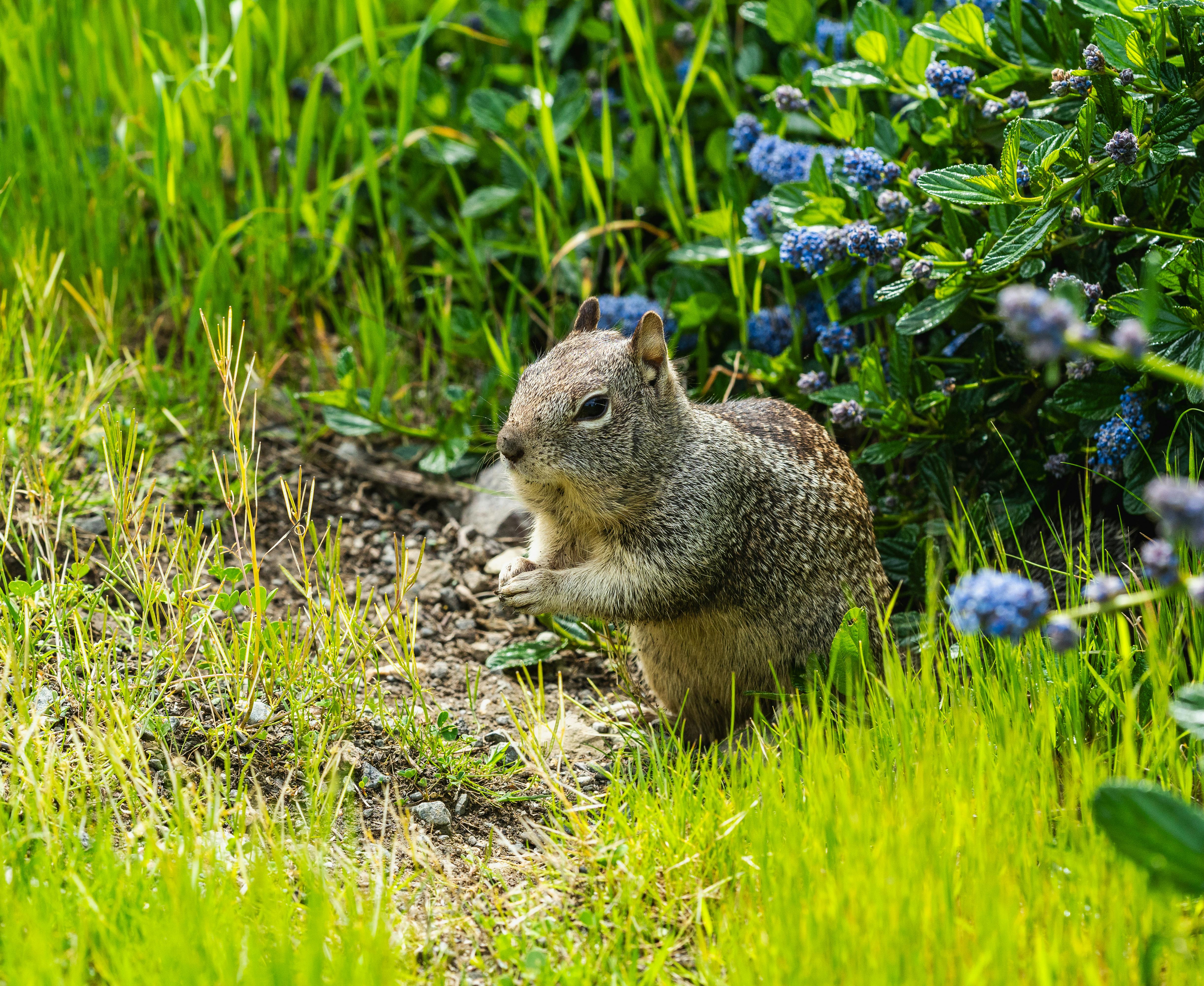 Cute Ground Squirrel in Lush Green Garden Setting · Free Stock Photo