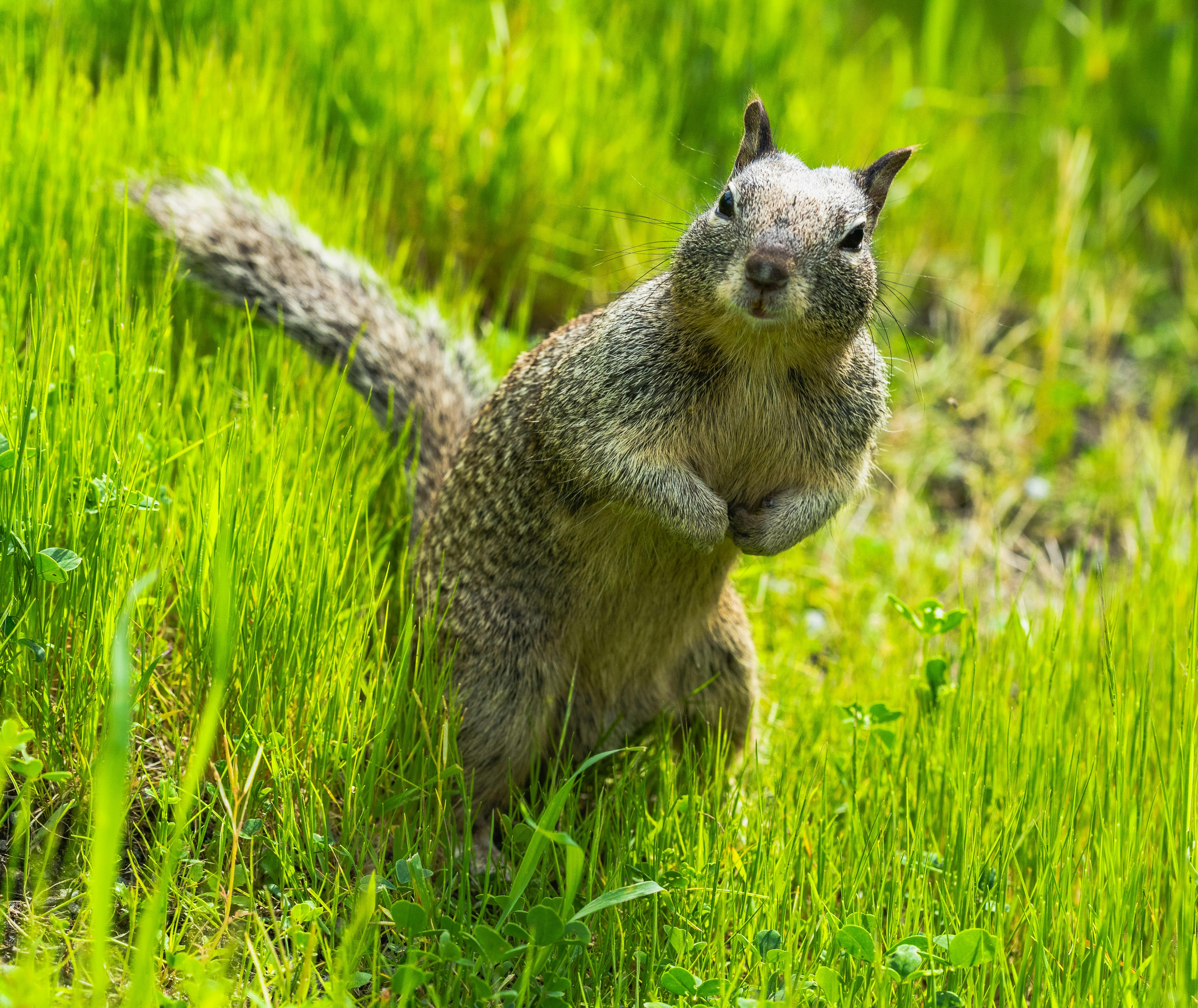 Ground Squirrel California Habitat Conservation Strategies