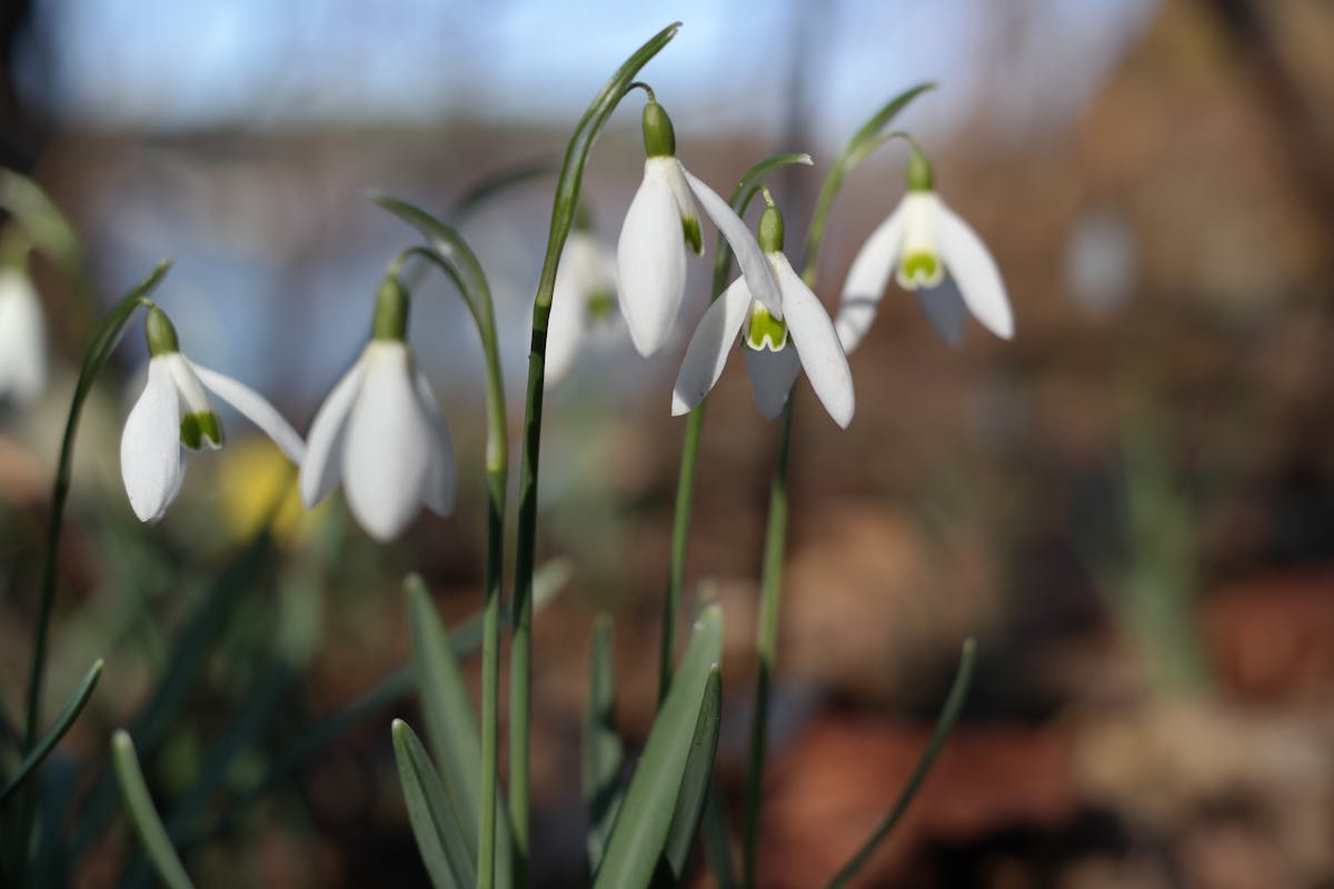 Snowdrop Photos, Download The BEST Free Snowdrop Stock Photos & HD Images