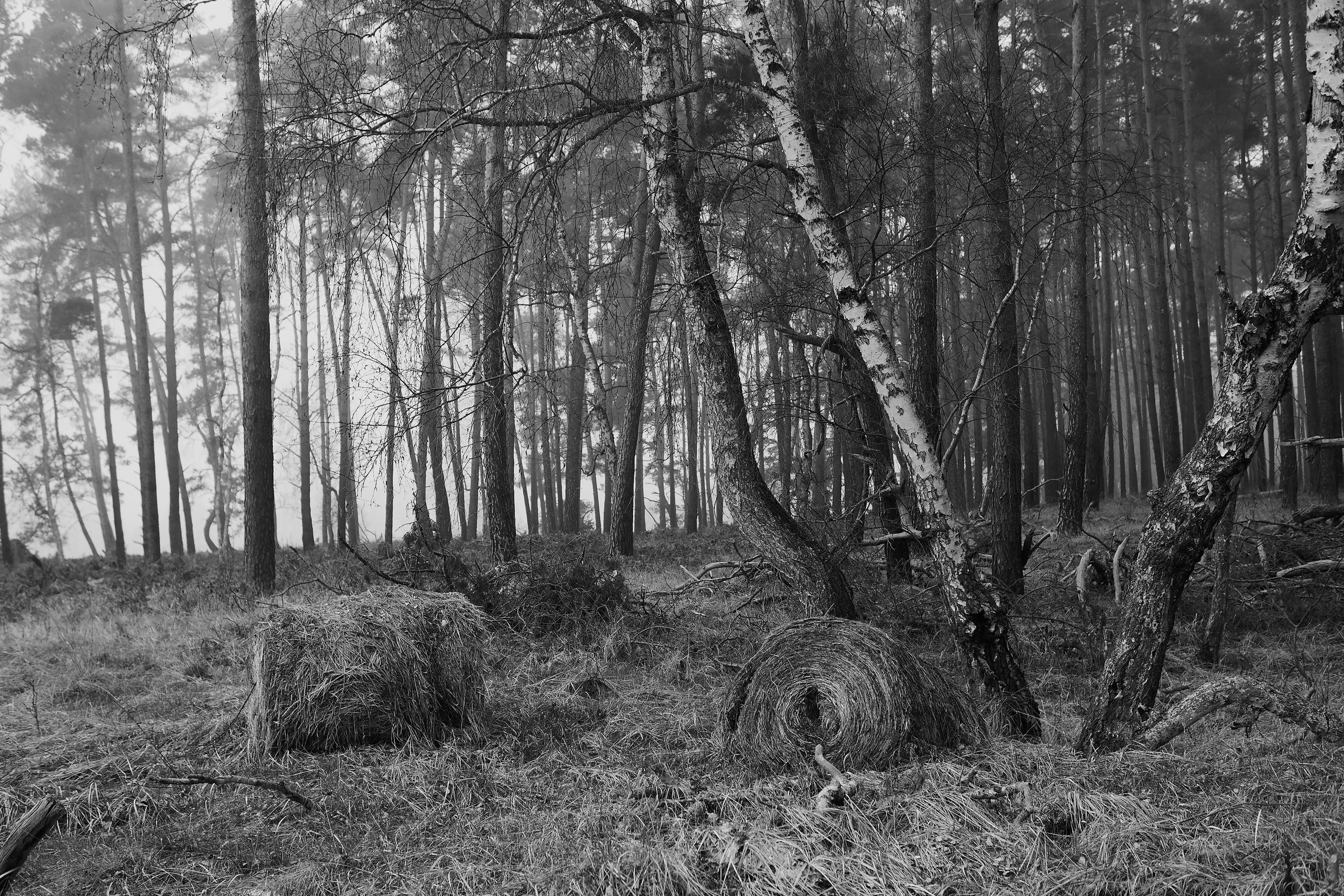 Moody Black and White Forest Scene with Fog · Free Stock Photo