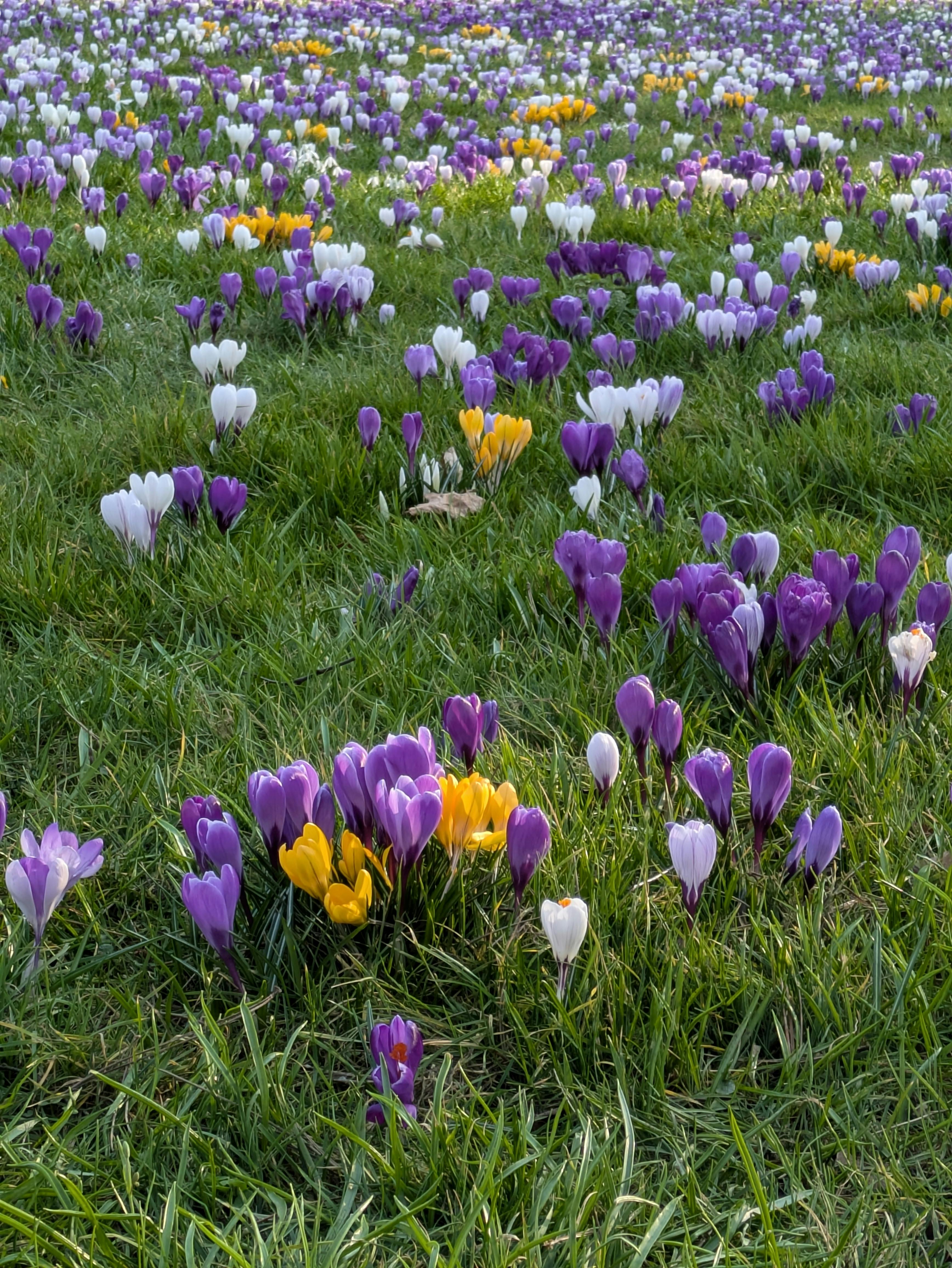 Vibrant Field of Crocus Flowers in Springtime · Free Stock Photo