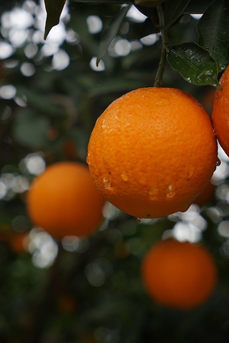 Orange Tree Photos, Download The BEST Free Orange Tree Stock Photos ...