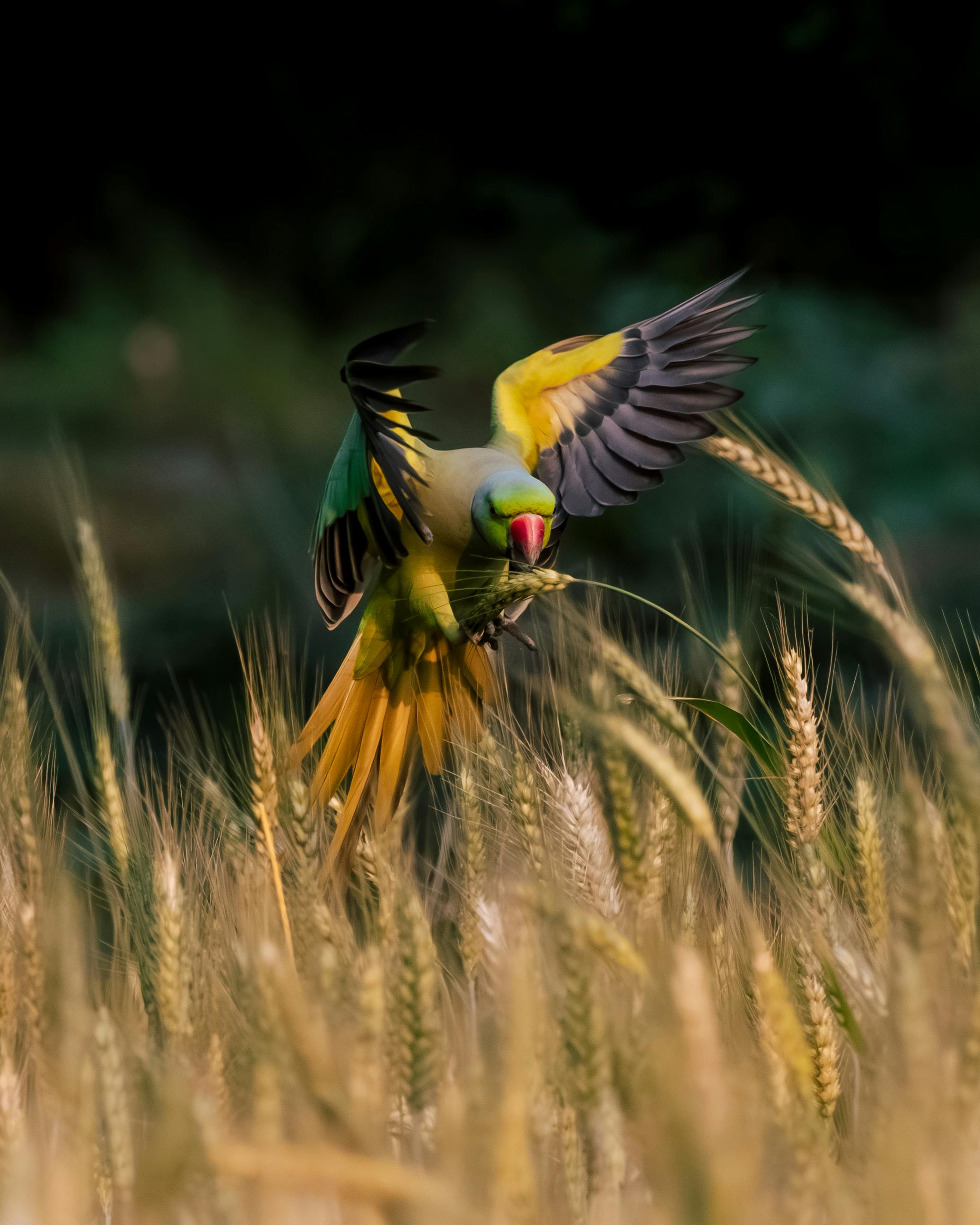 Parakeet in Wheat Field - West Bengal Nature Scene · Free Stock Photo