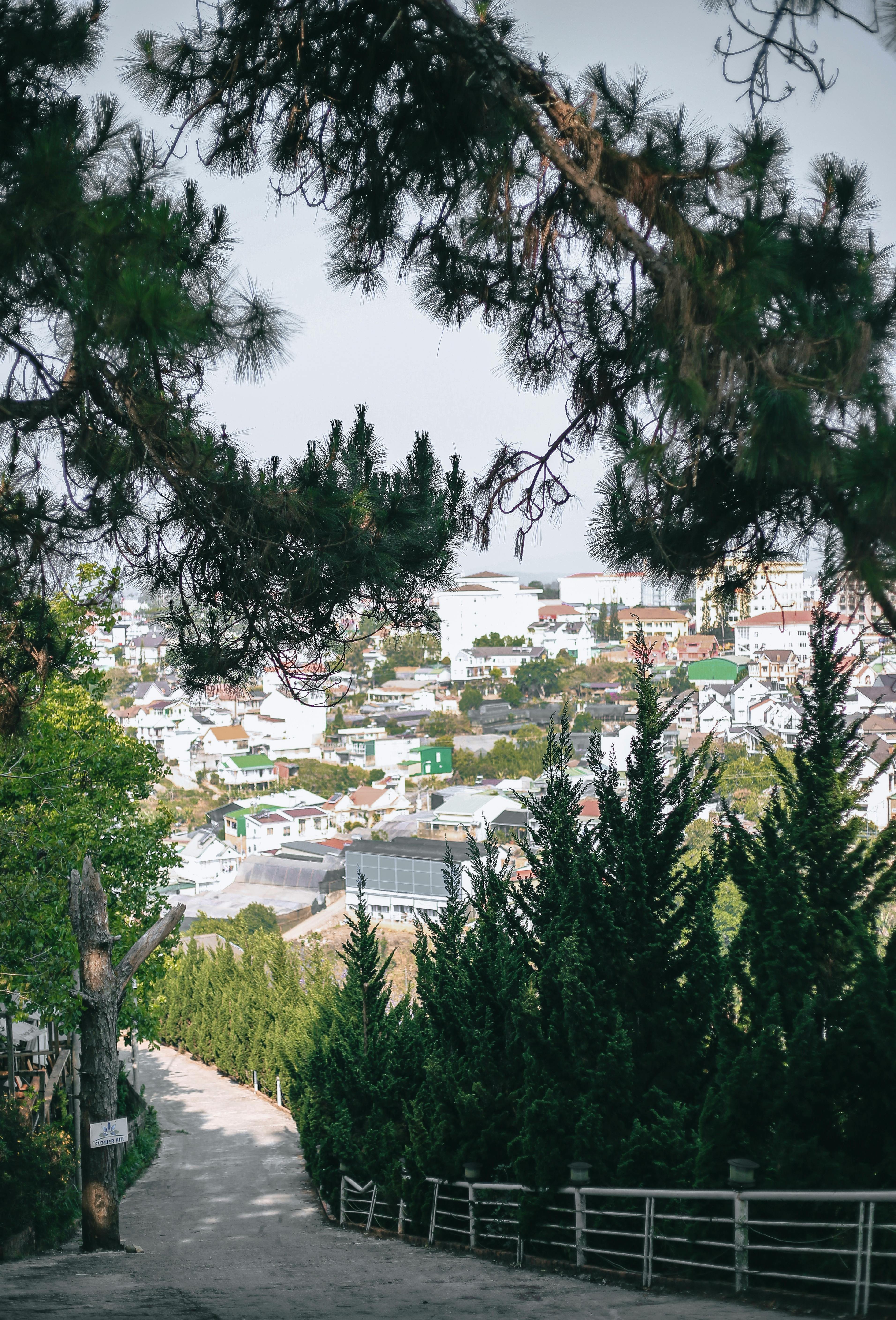 Scenic View of Dalat with Pine Trees and City · Free Stock Photo