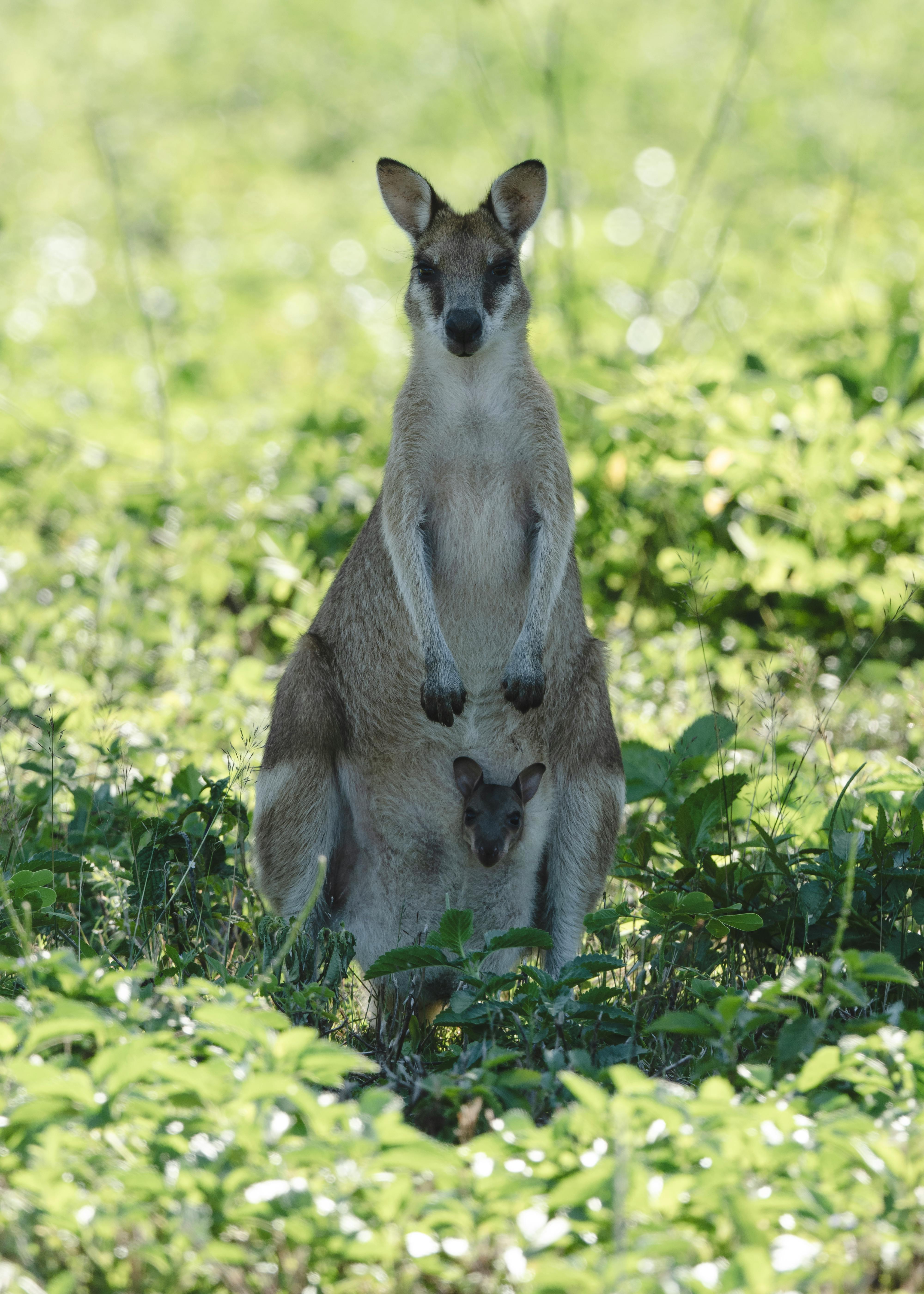 Mother Animated Photos, Download The BEST Free Mother Animated Stock ...