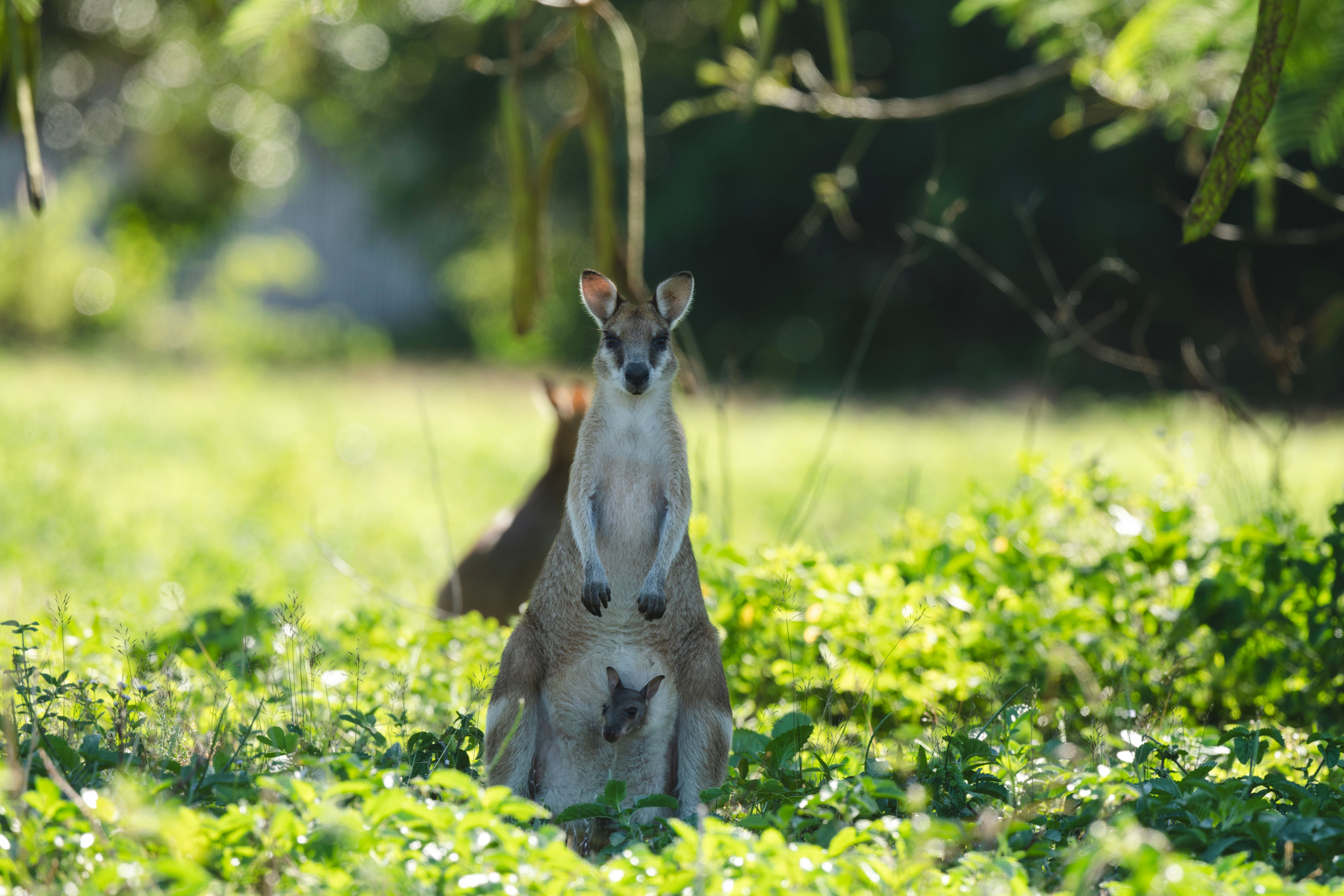 Wallaby and Joey in Lush Green Habitat · Free Stock Photo