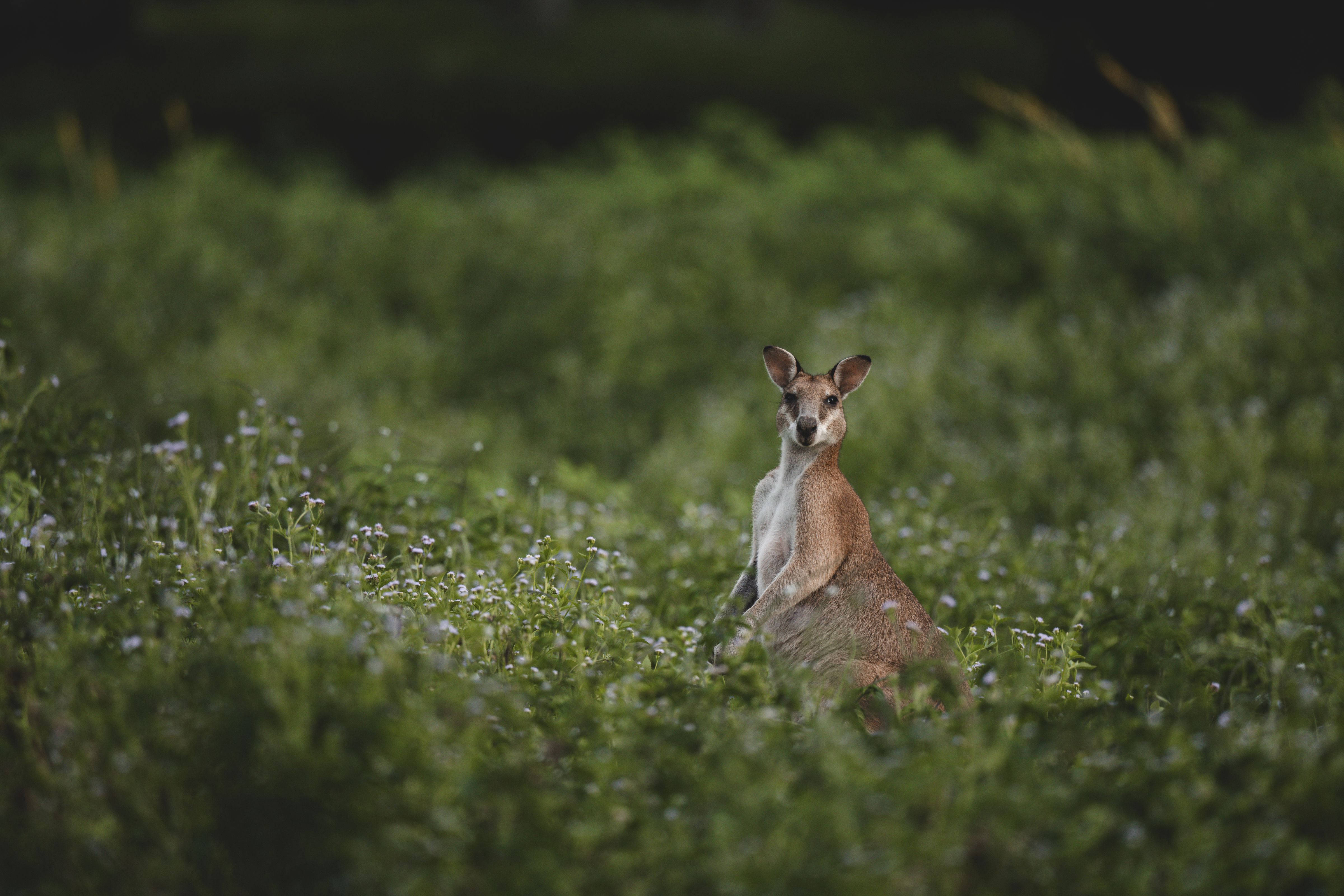 Wallaby in the Lush Green Landscape of Australia · Free Stock Photo
