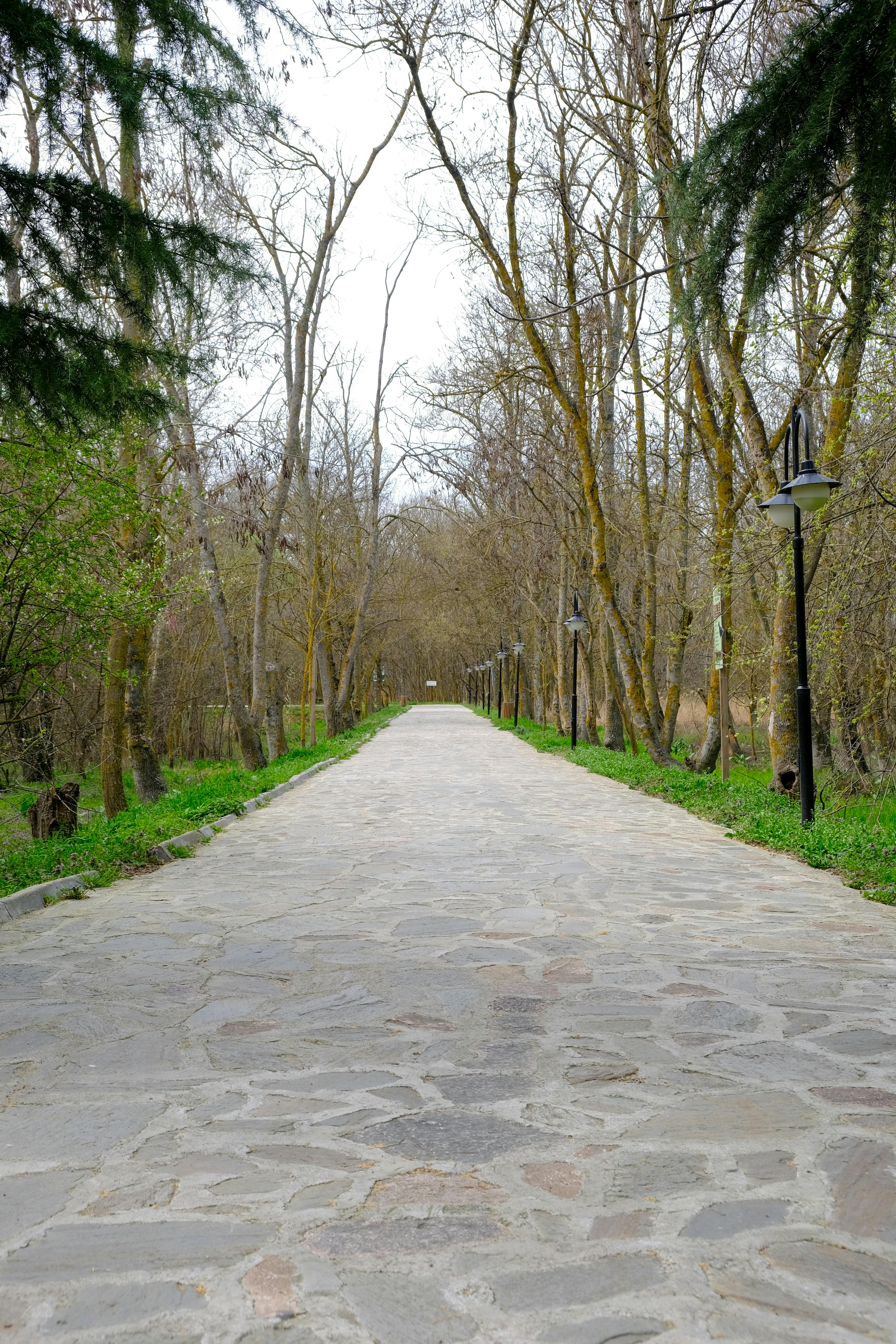 Tranquil Pathway Through Leafless Trees in Spring · Free Stock Photo