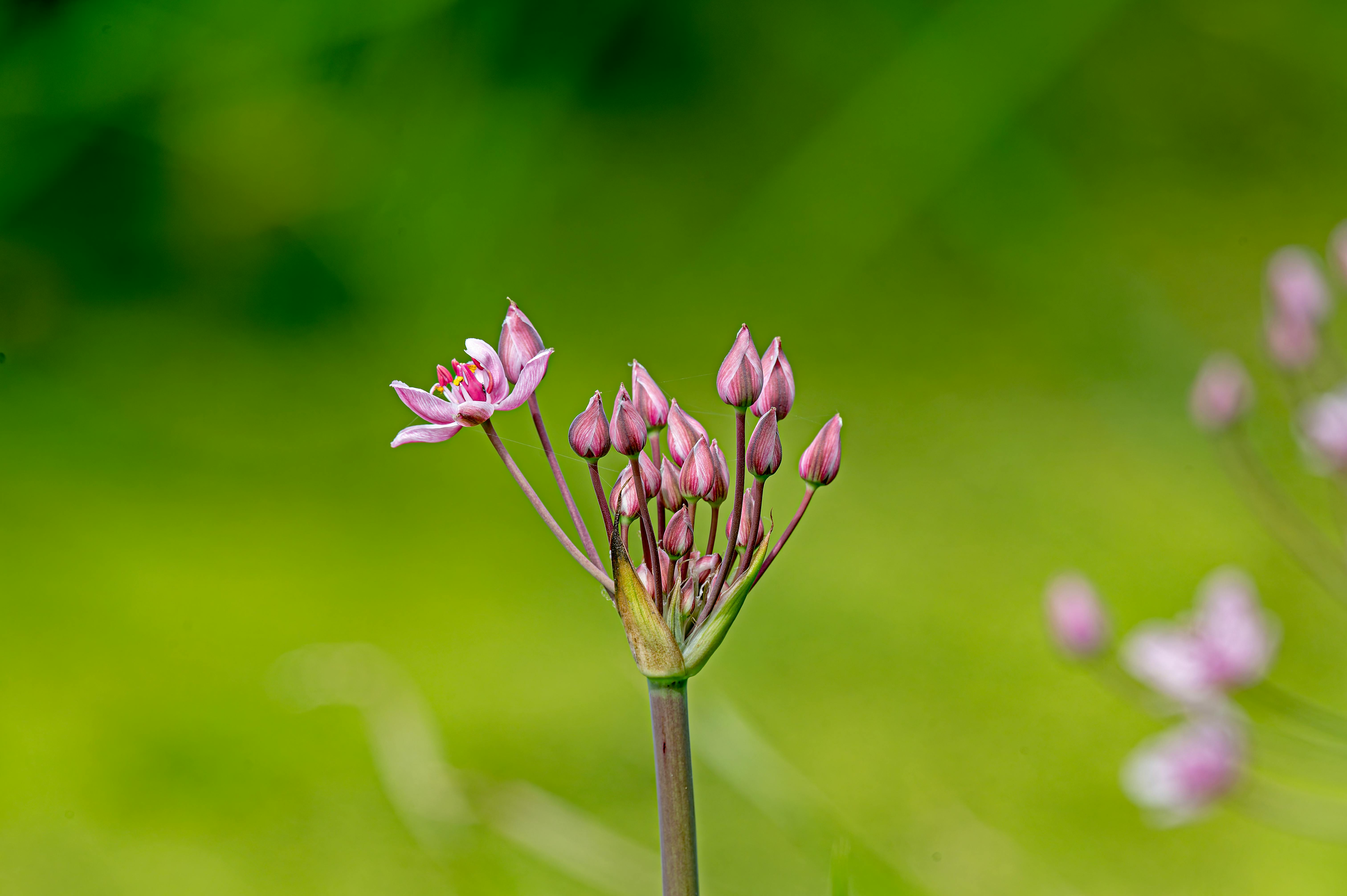 3,000+ Best Liste+ges Photos · 100% Free Download · Pexels Stock Photos