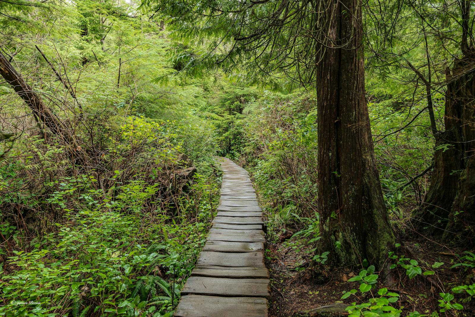 Path In Forest Photos, Download The BEST Free Path In Forest Stock ...
