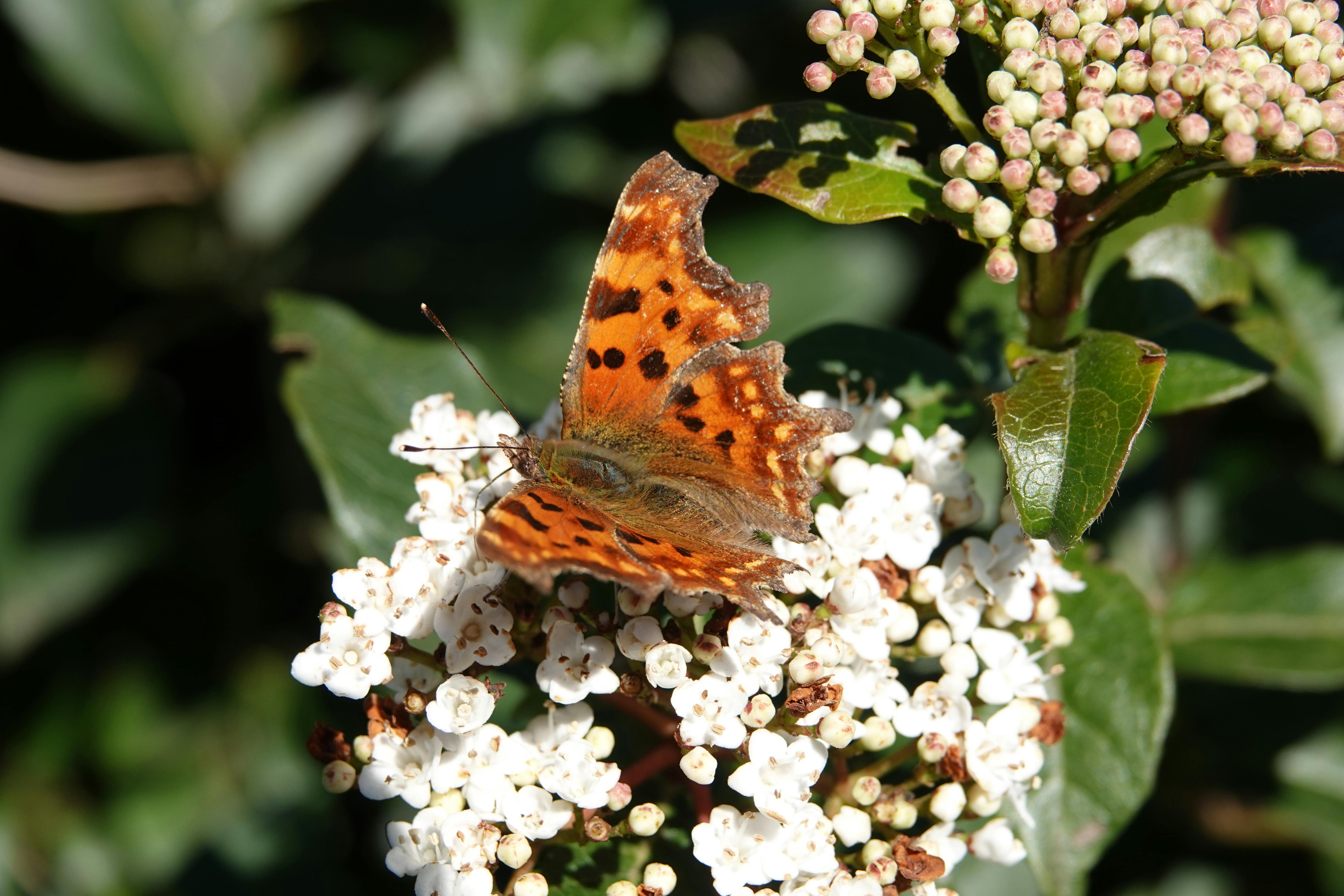 Comma Butterfly Resting on White Flowers · Free Stock Photo