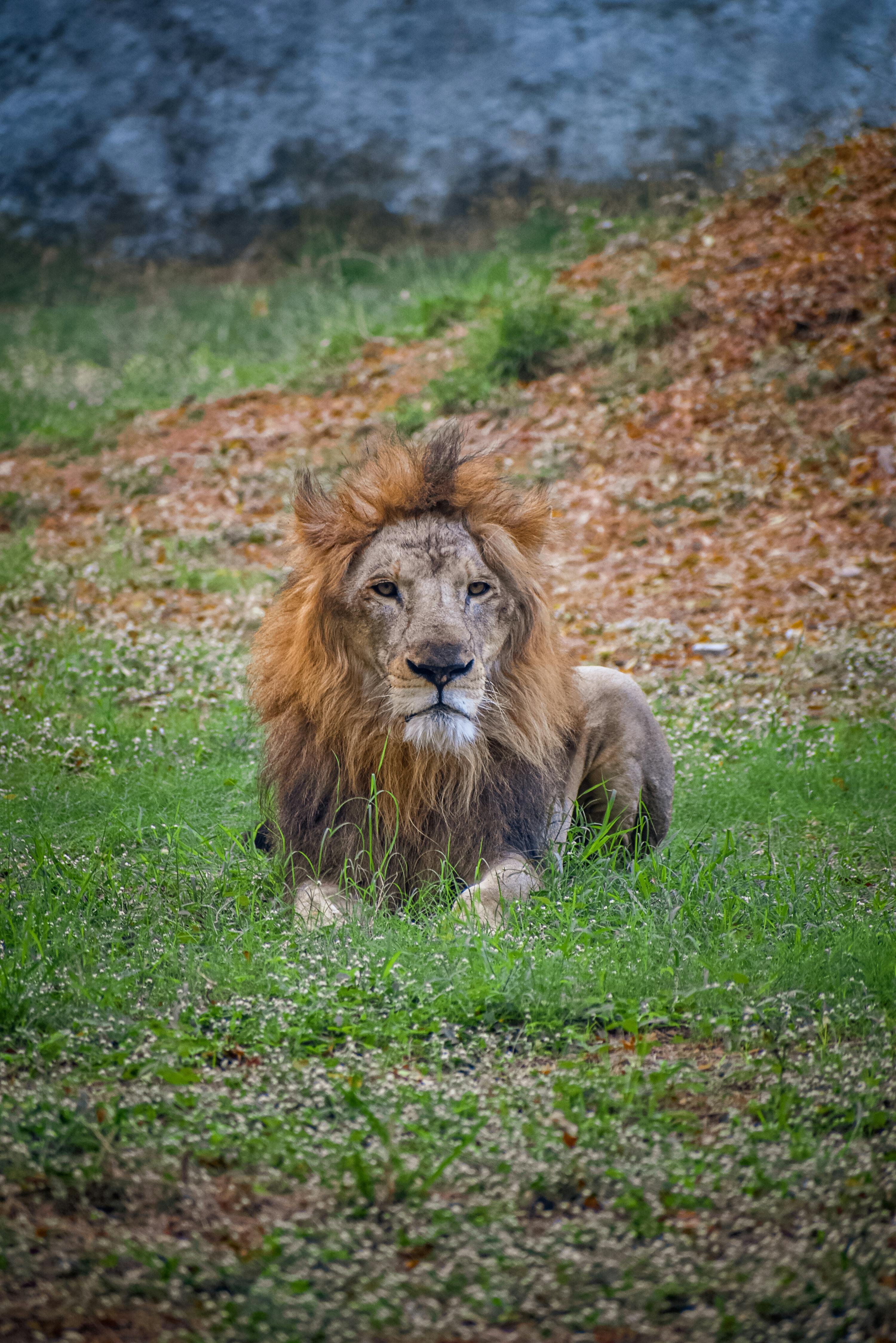 Free+Lions Photos, Download The BEST Free Free+Lions Stock Photos & HD Images