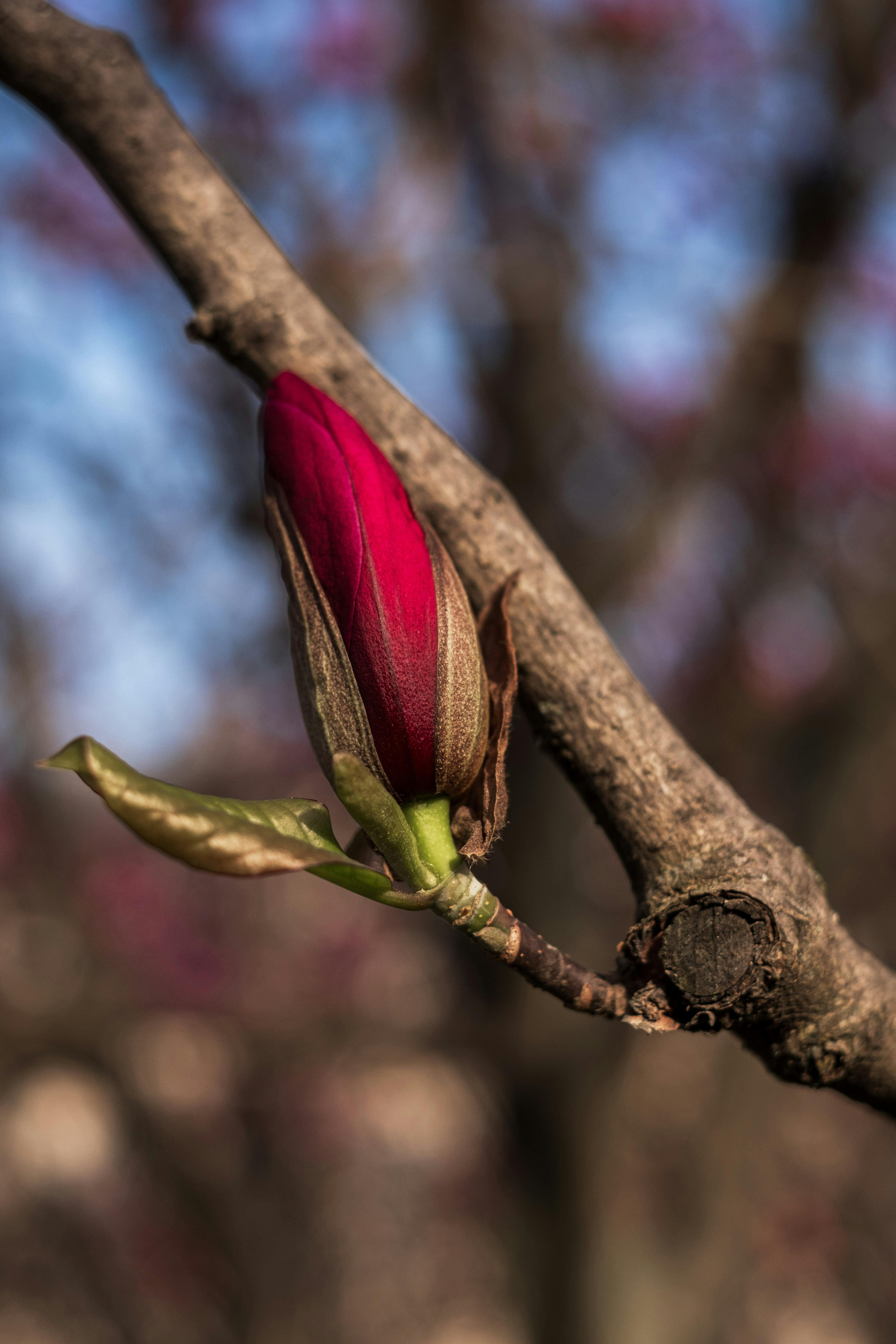 Primer Plano De Un Capullo De Magnolia Roja En Una Rama De árbol · Foto ...