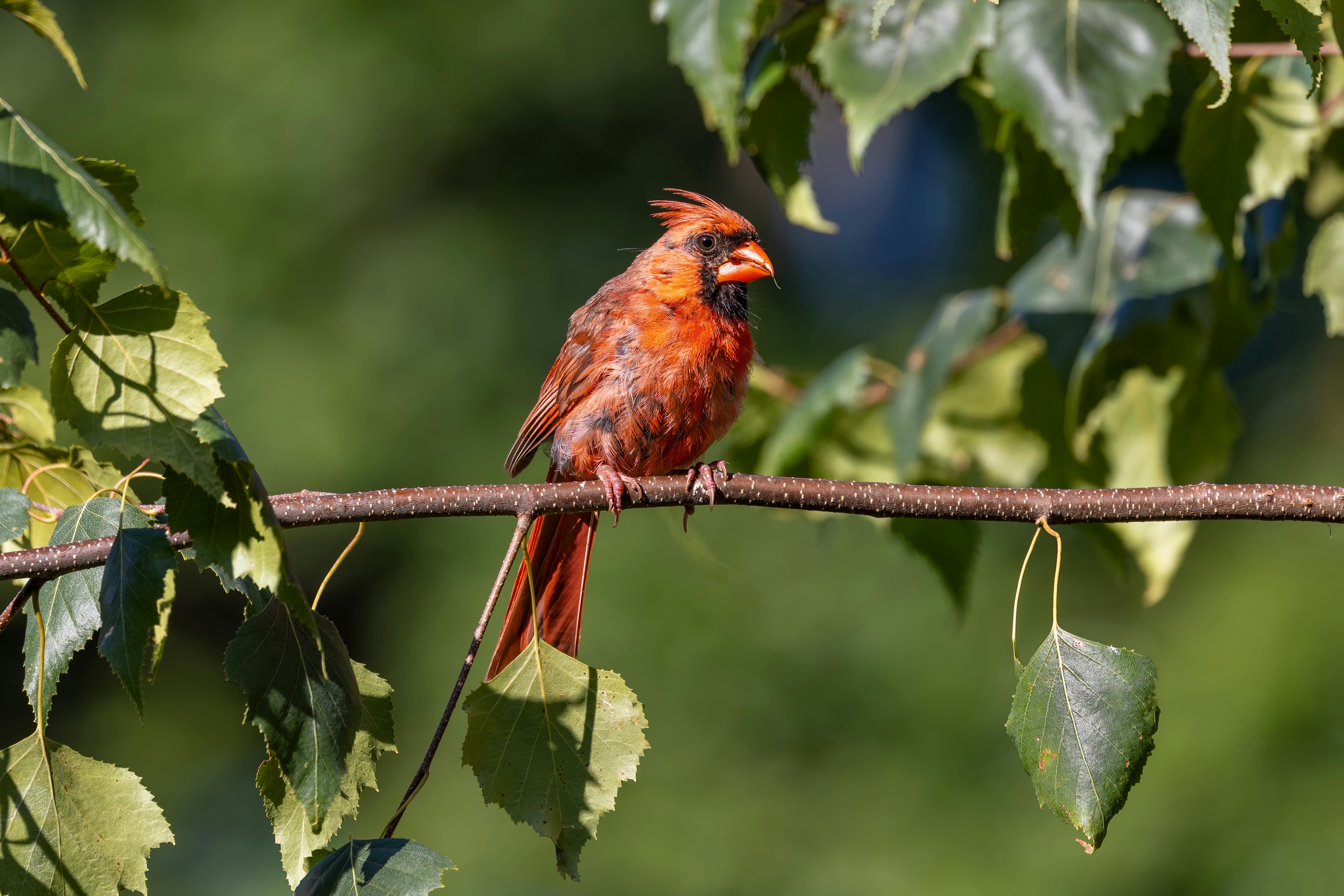 Red Birds Wallpaper Photos, Download The BEST Free Red Birds Wallpaper ...