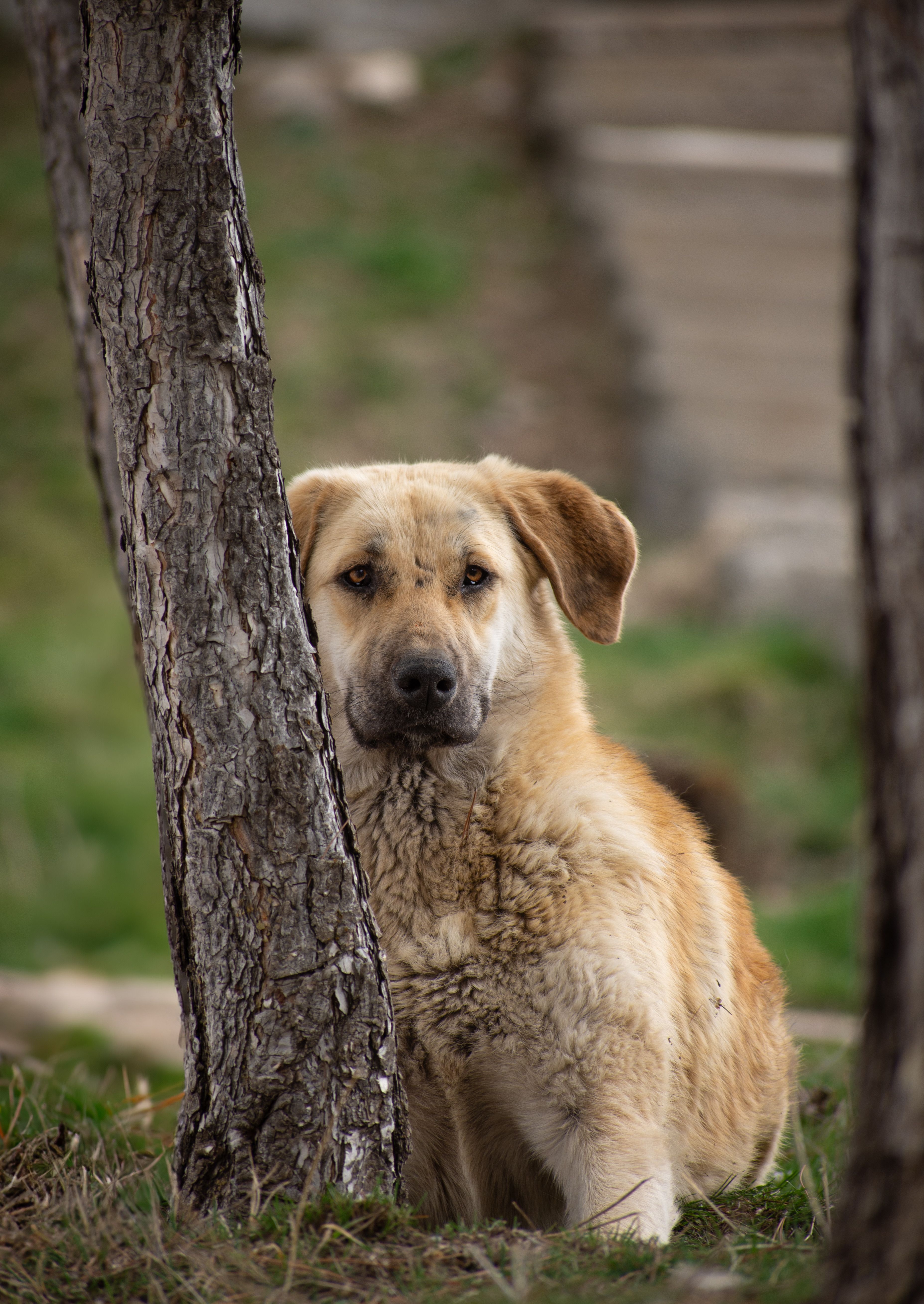 Stray Dog Hiding Behind Tree in Natural Setting · Free Stock Photo