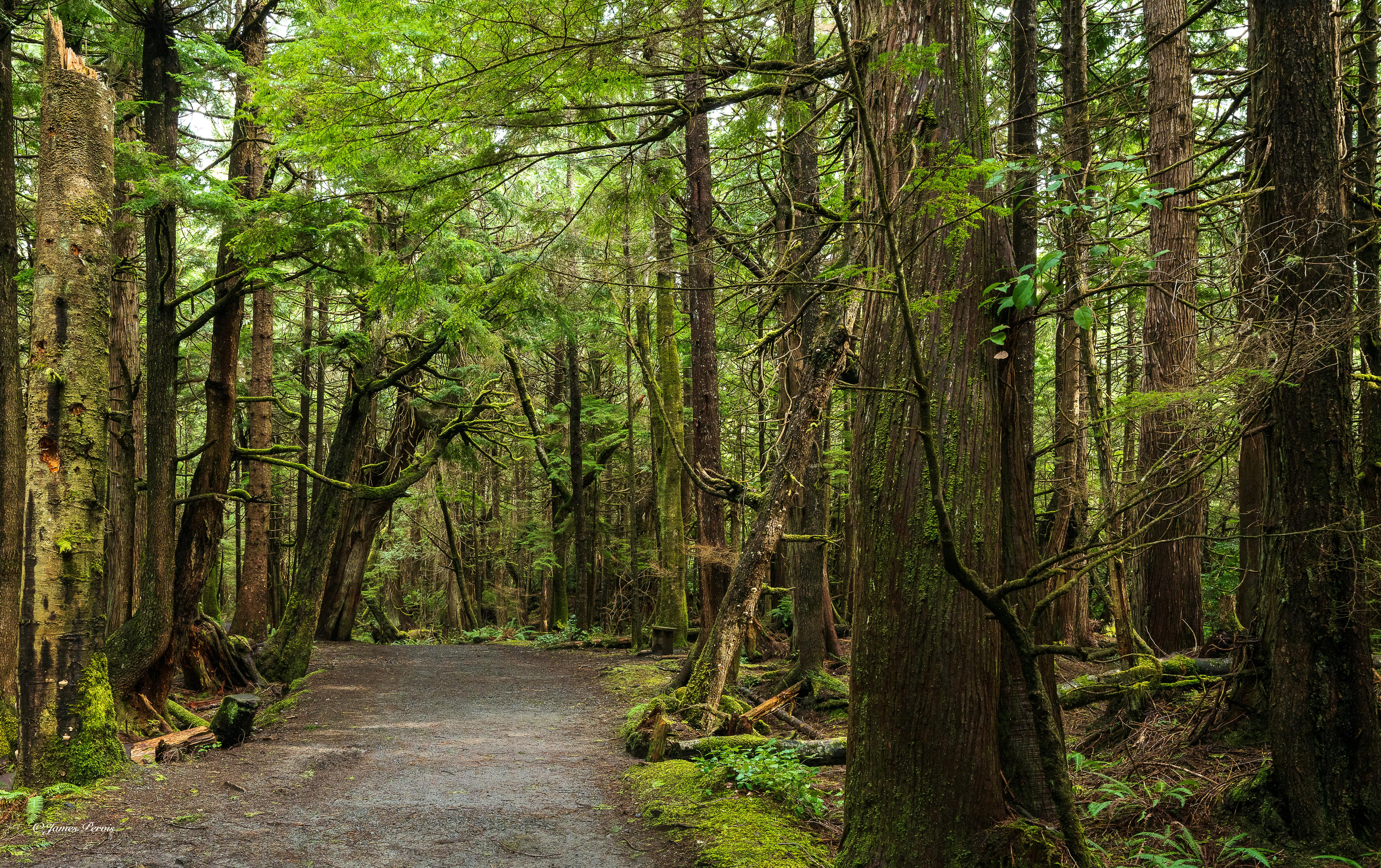 Sereno Sendero Forestal En Medio De Una Vegetación Exuberante · Foto de ...