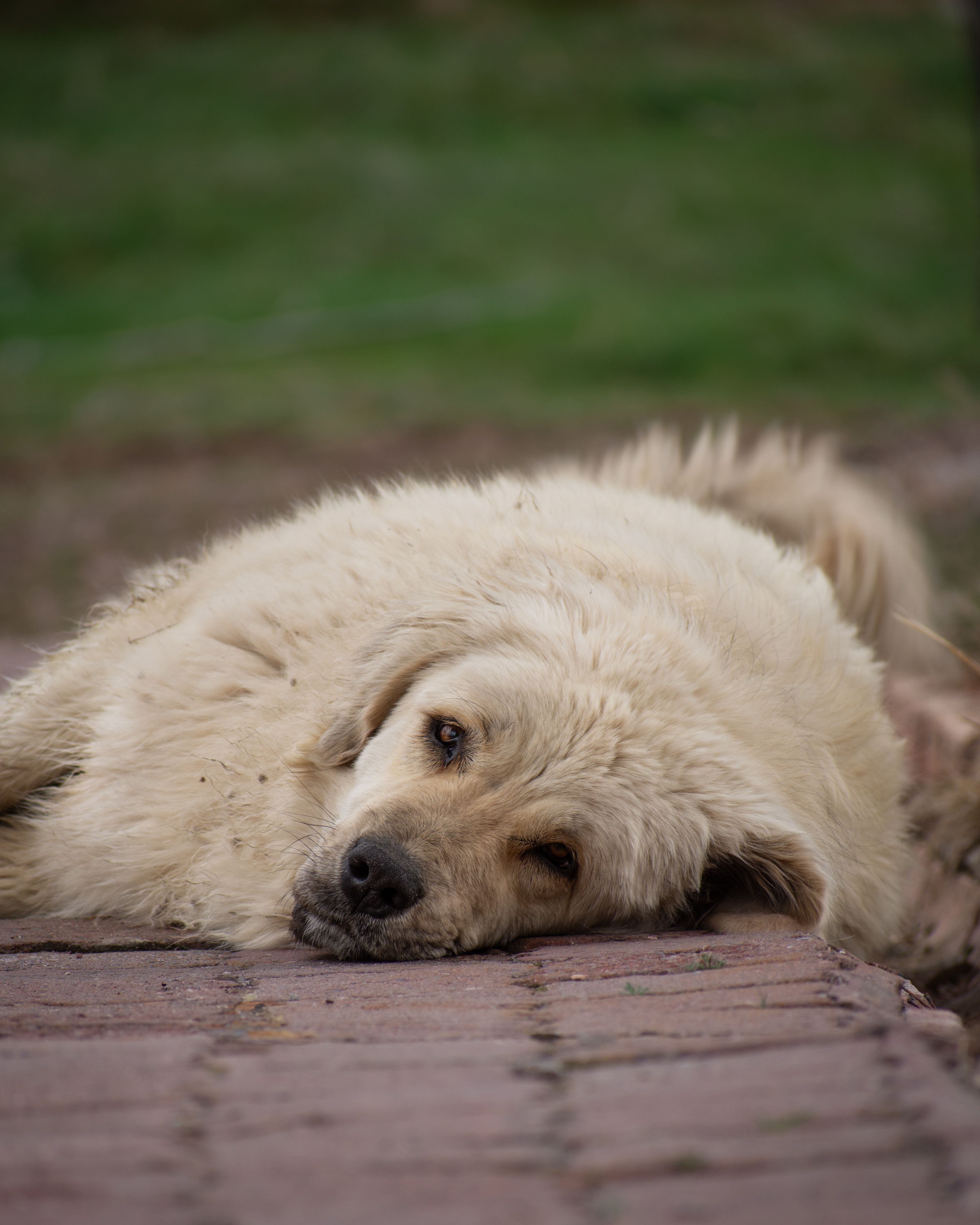 Vagabond Photos, Download The BEST Free Vagabond Stock Photos & HD Images