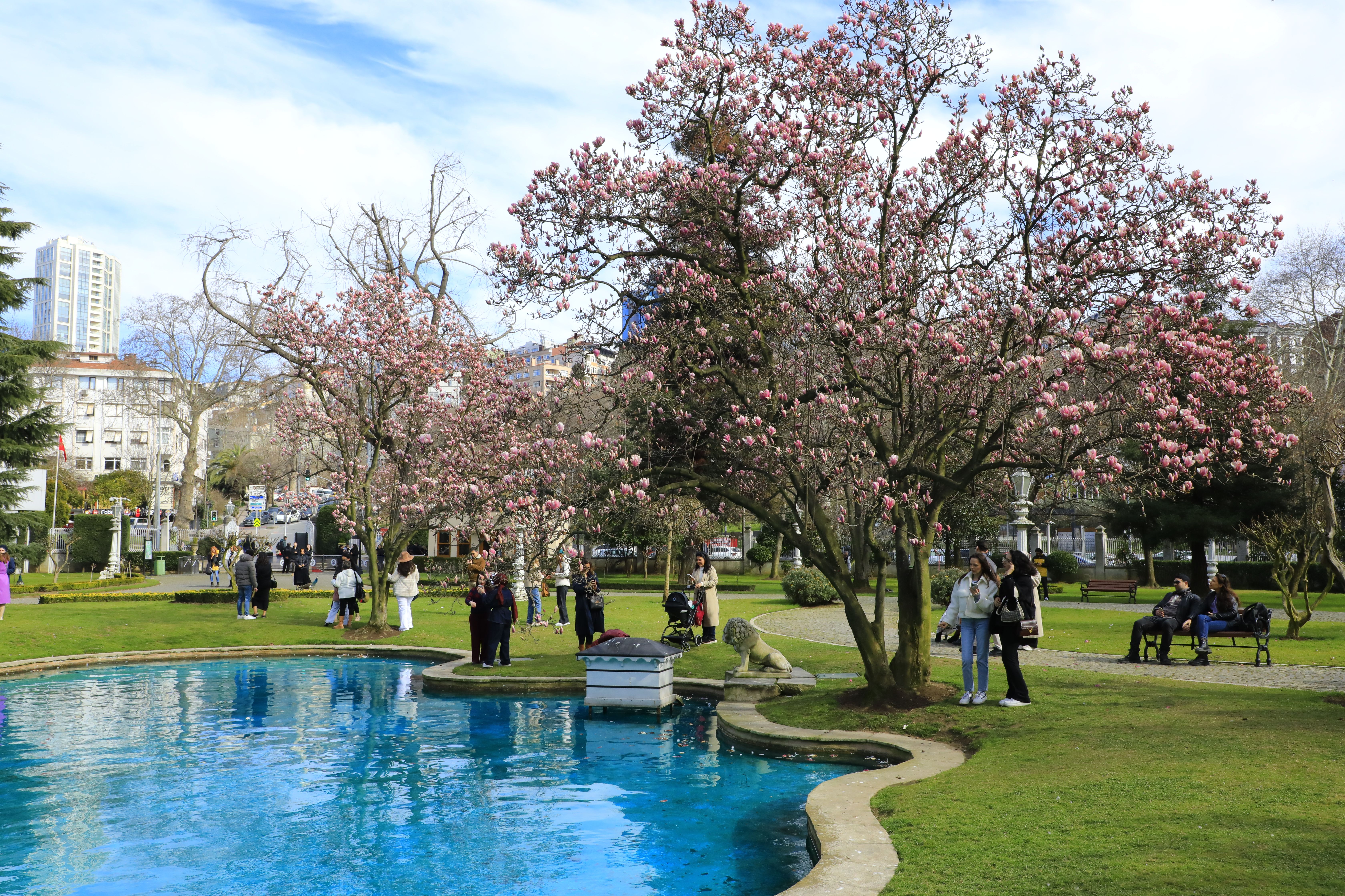 Springtime in City Park with Blooming Cherry Blossoms · Free Stock Photo