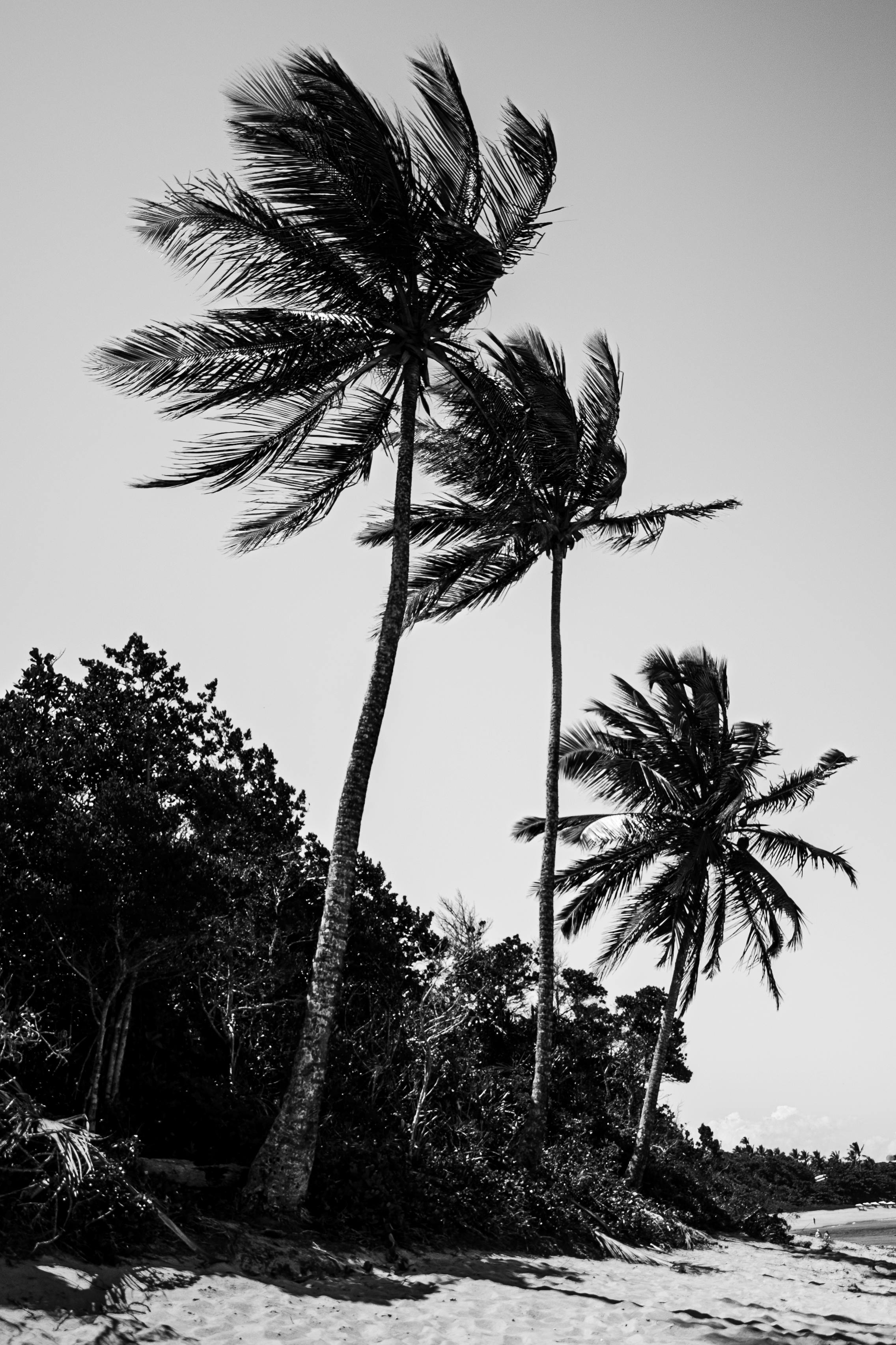 Beach With Leaves Photos, Download The BEST Free Beach With Leaves ...