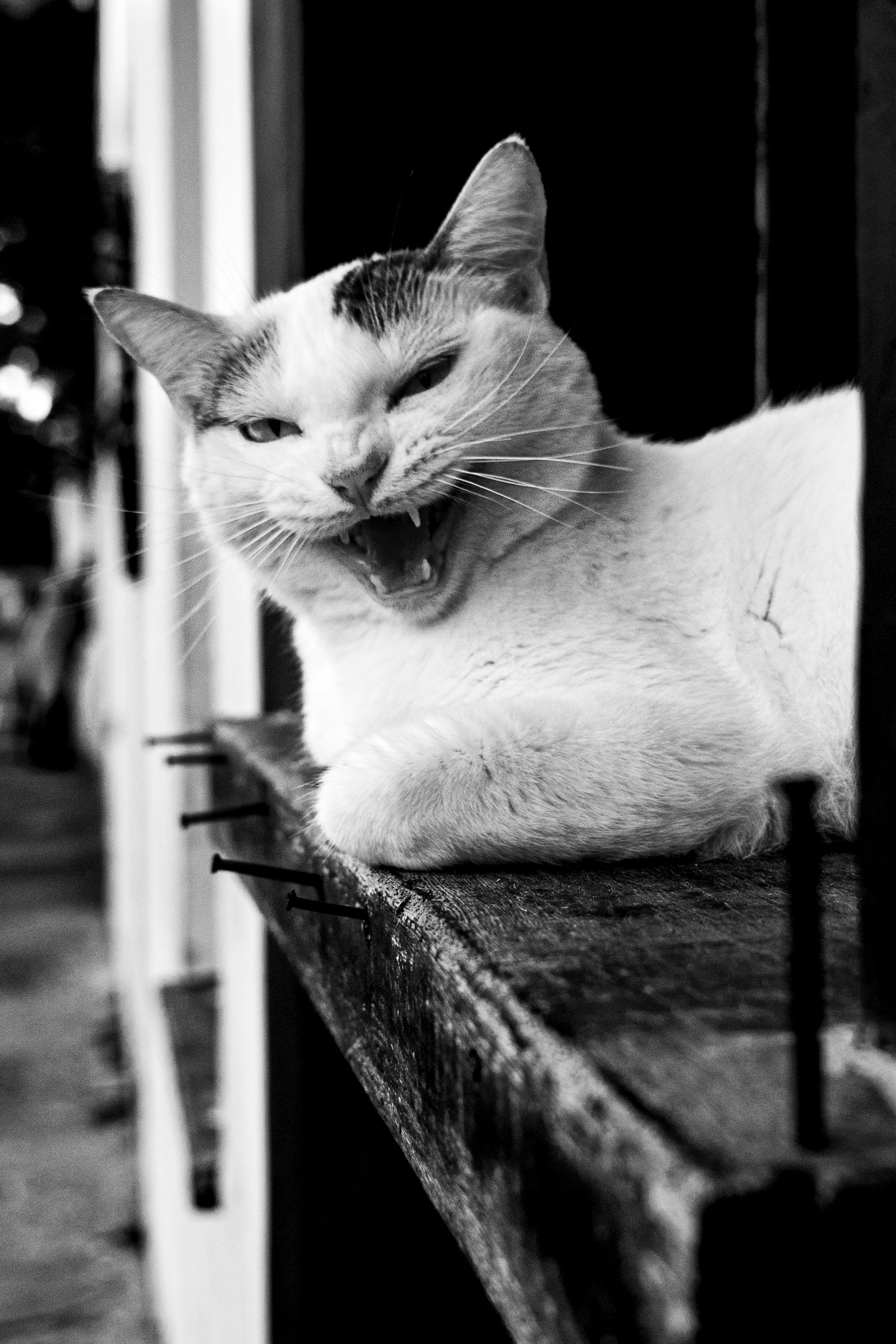 Scary Cat Photos, Download The BEST Free Scary Cat Stock Photos & HD Images