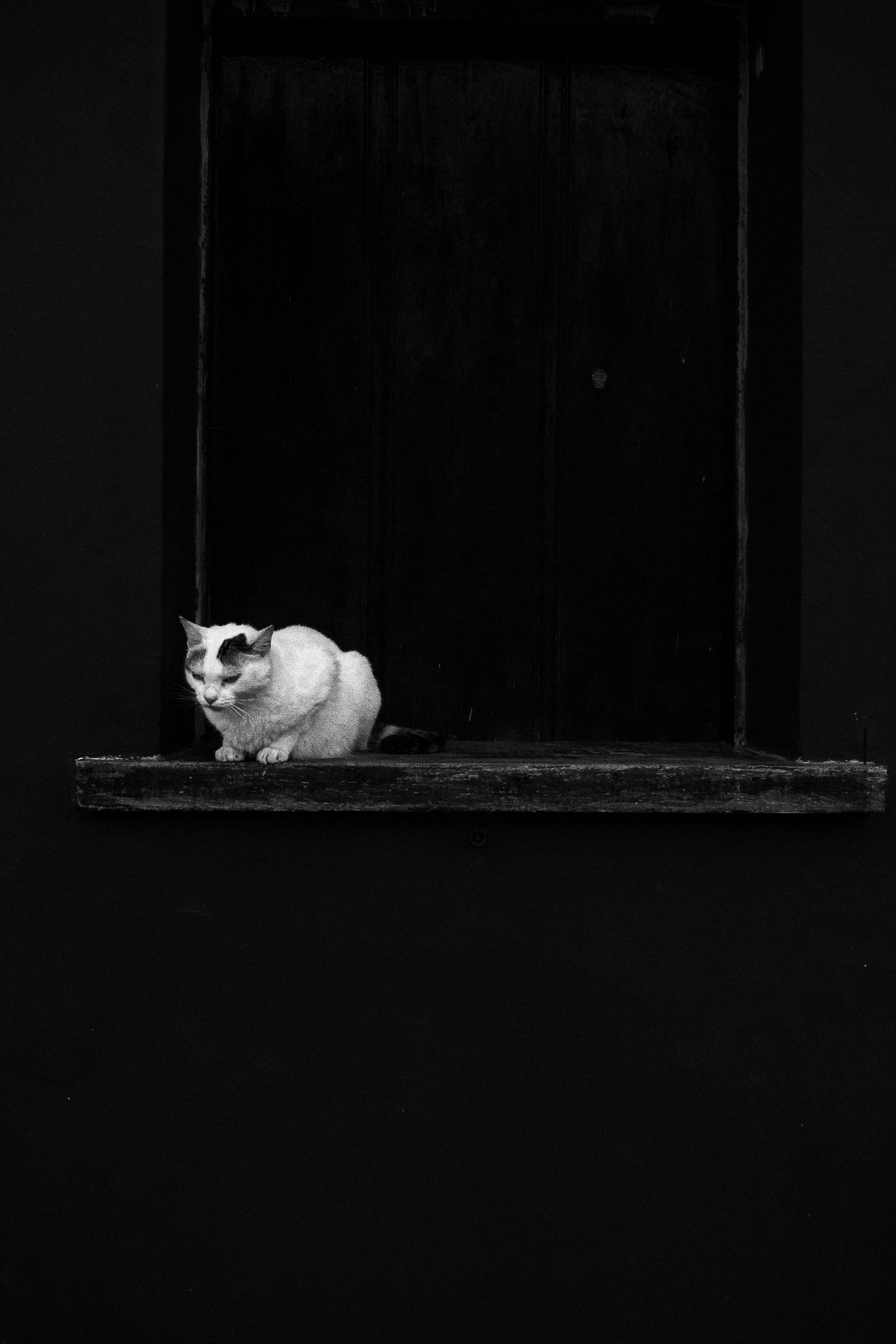 Cat With Simple Background Photos, Download The BEST Free Cat With ...