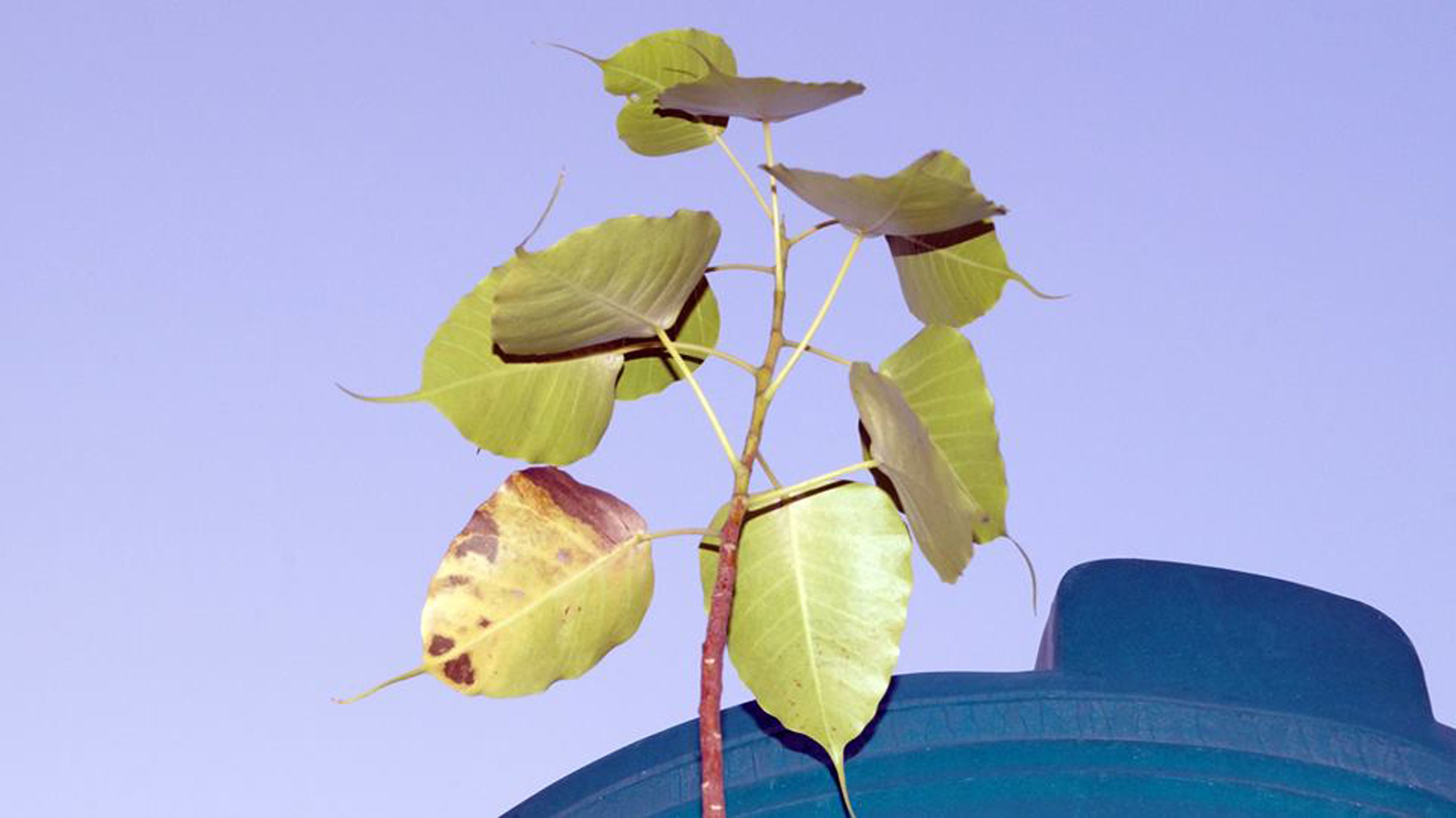 Foto de stock gratuita sobre pipal, planta