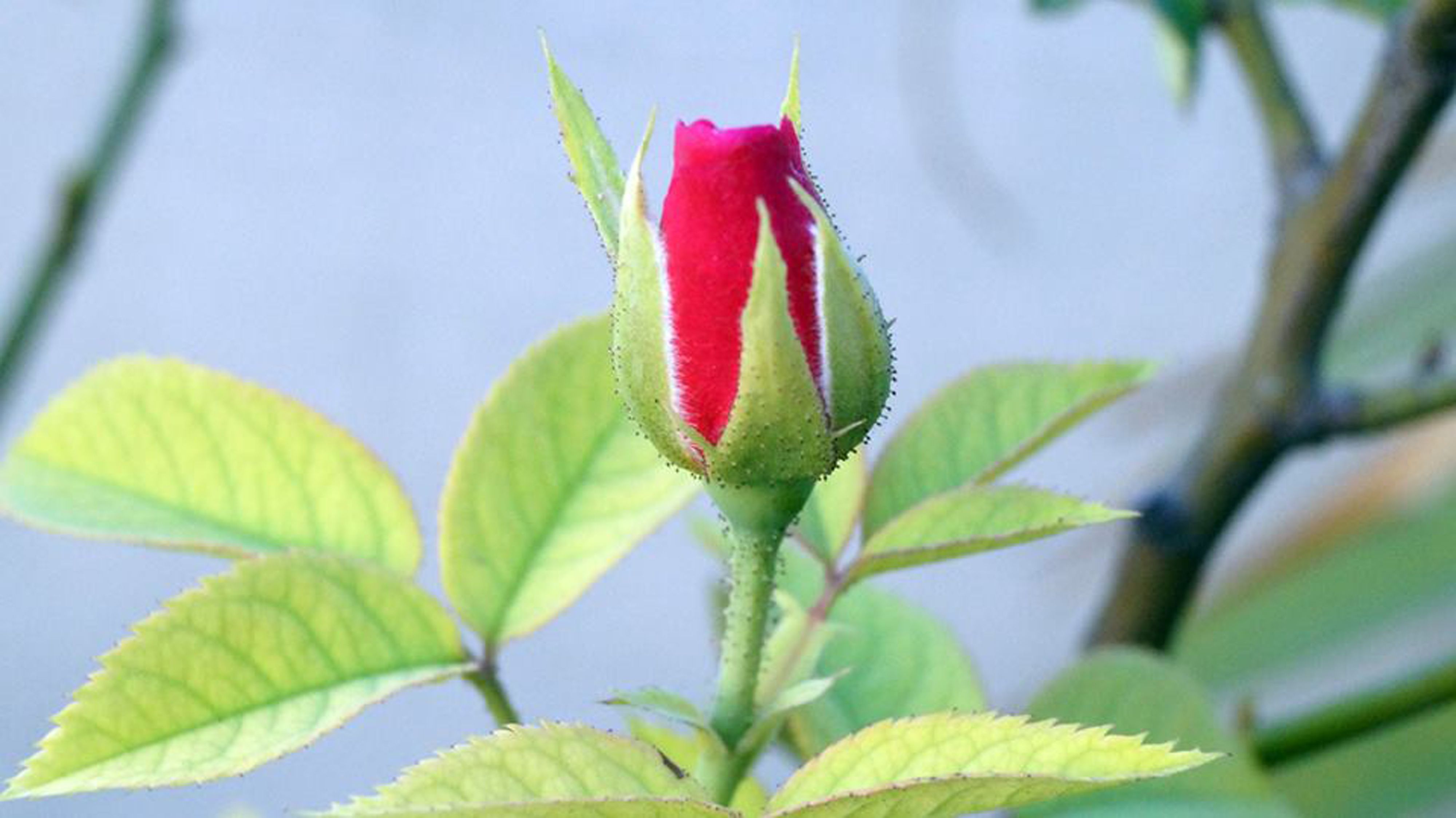 Foto de stock gratuita sobre pipal, planta