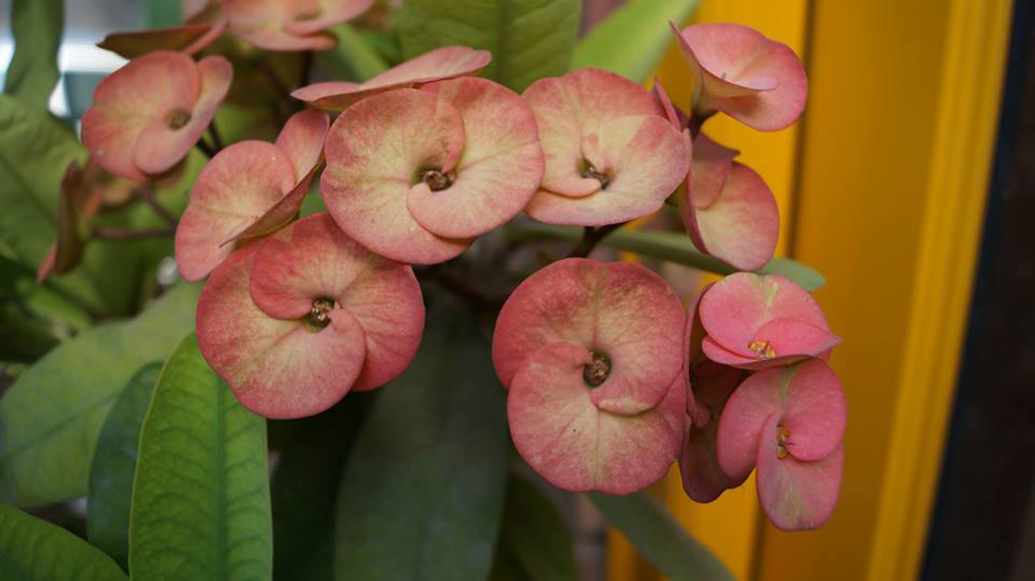 Foto de stock gratuita sobre pipal, planta