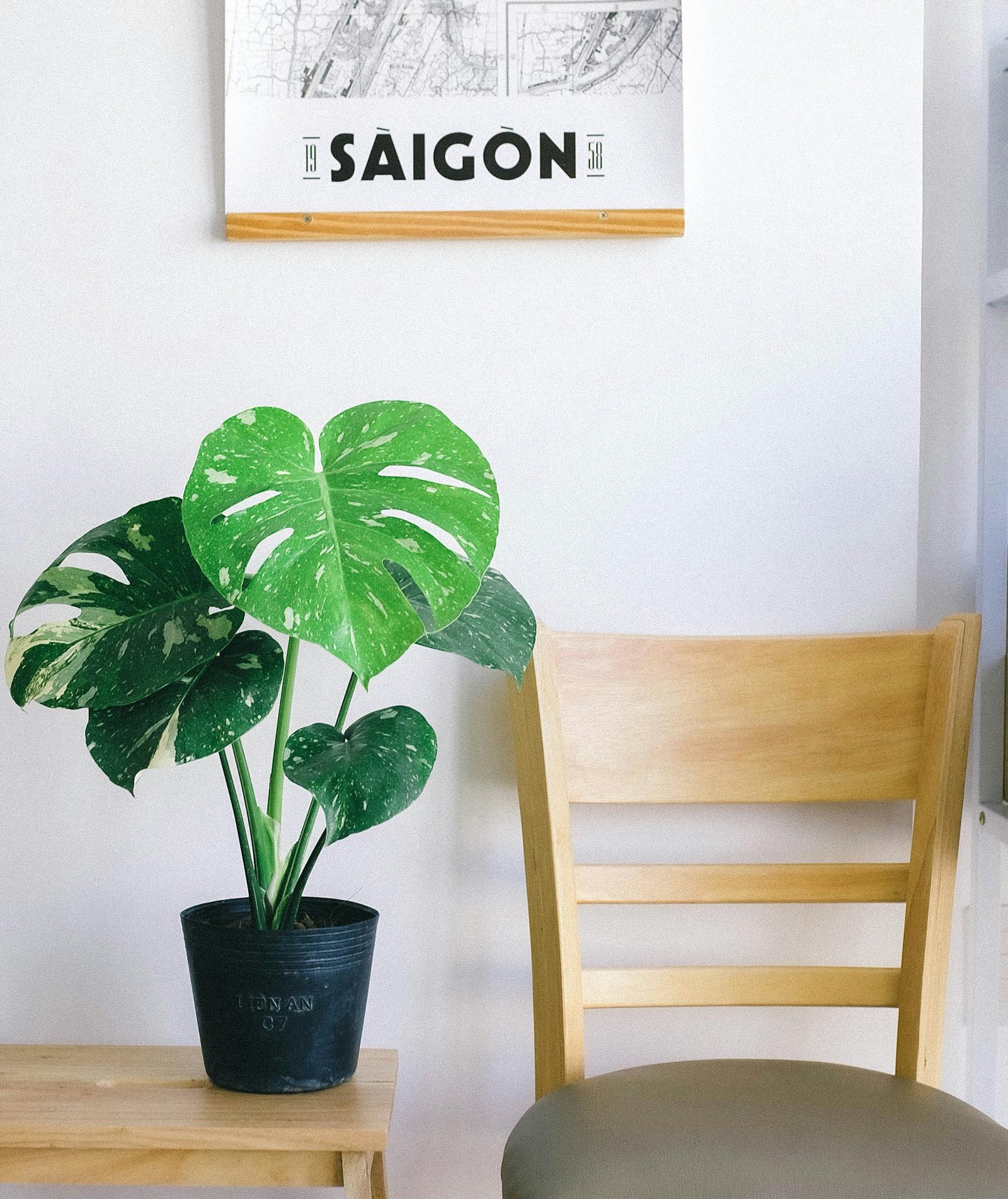 有关室內 室內植物 室內設計 家 工厂 房屋 架子 植物 植物背景 盆栽植物 缩放背景 裝飾的免费素材图片