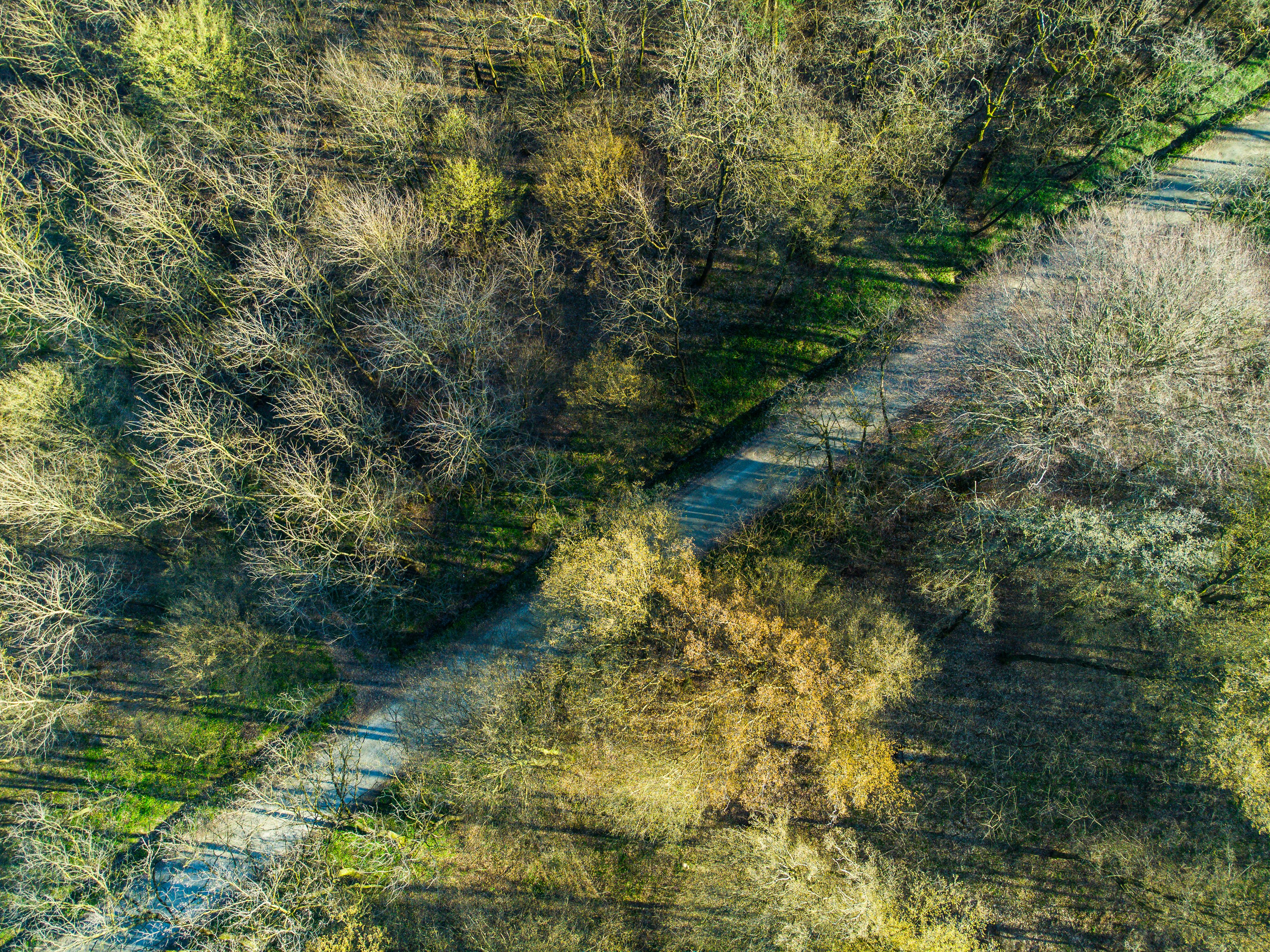 Aerial View of Forest Path in Early Spring · Free Stock Photo