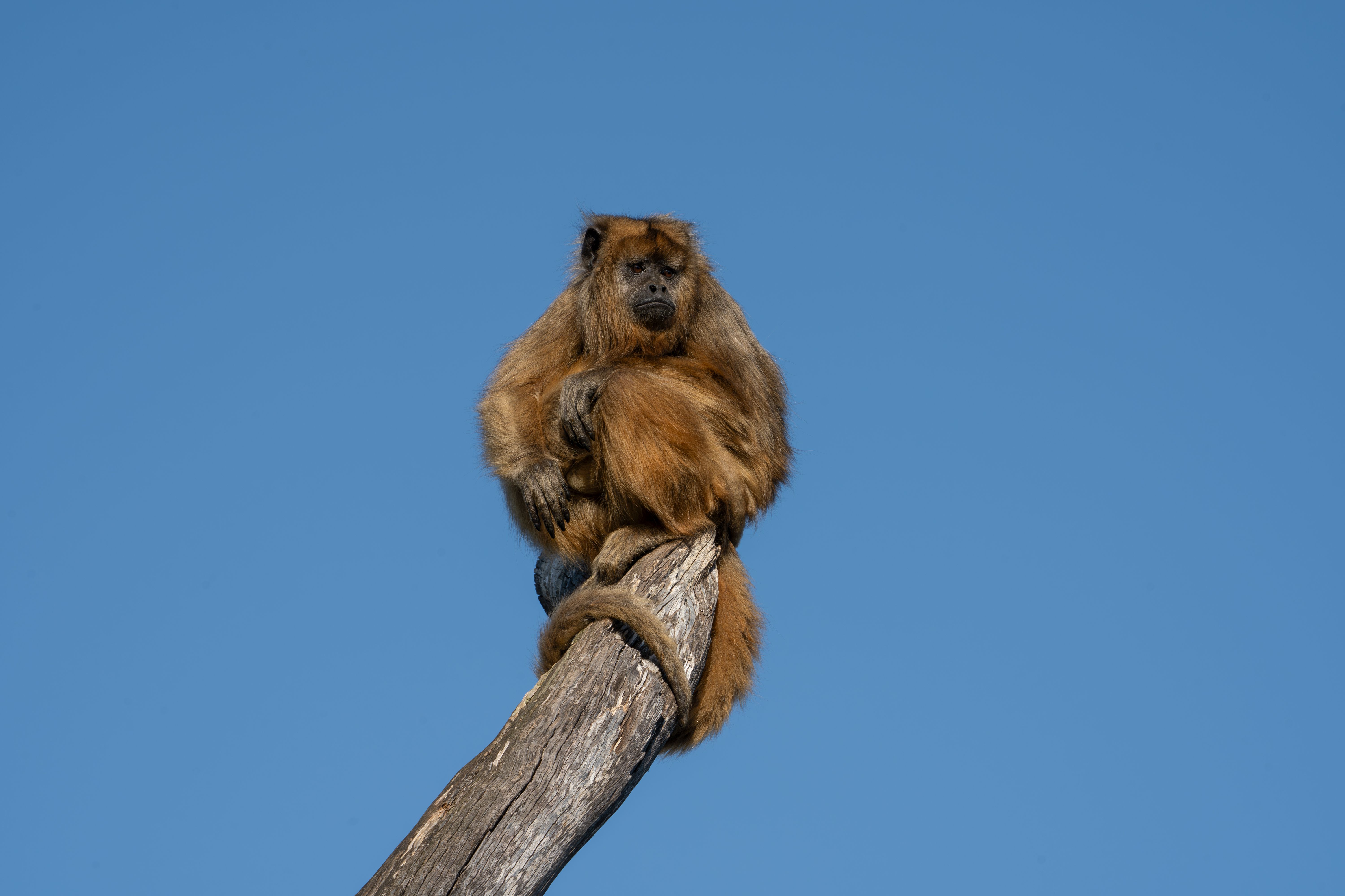 Animals Wildlife Photos, Download The BEST Free Animals Wildlife Stock ...