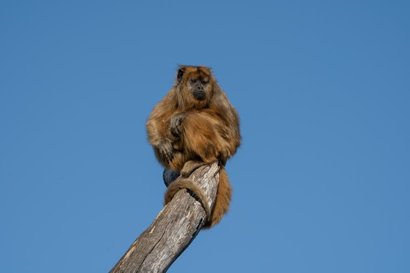 Monkey Rizz Photos, Download The BEST Free Monkey Rizz Stock Photos ...