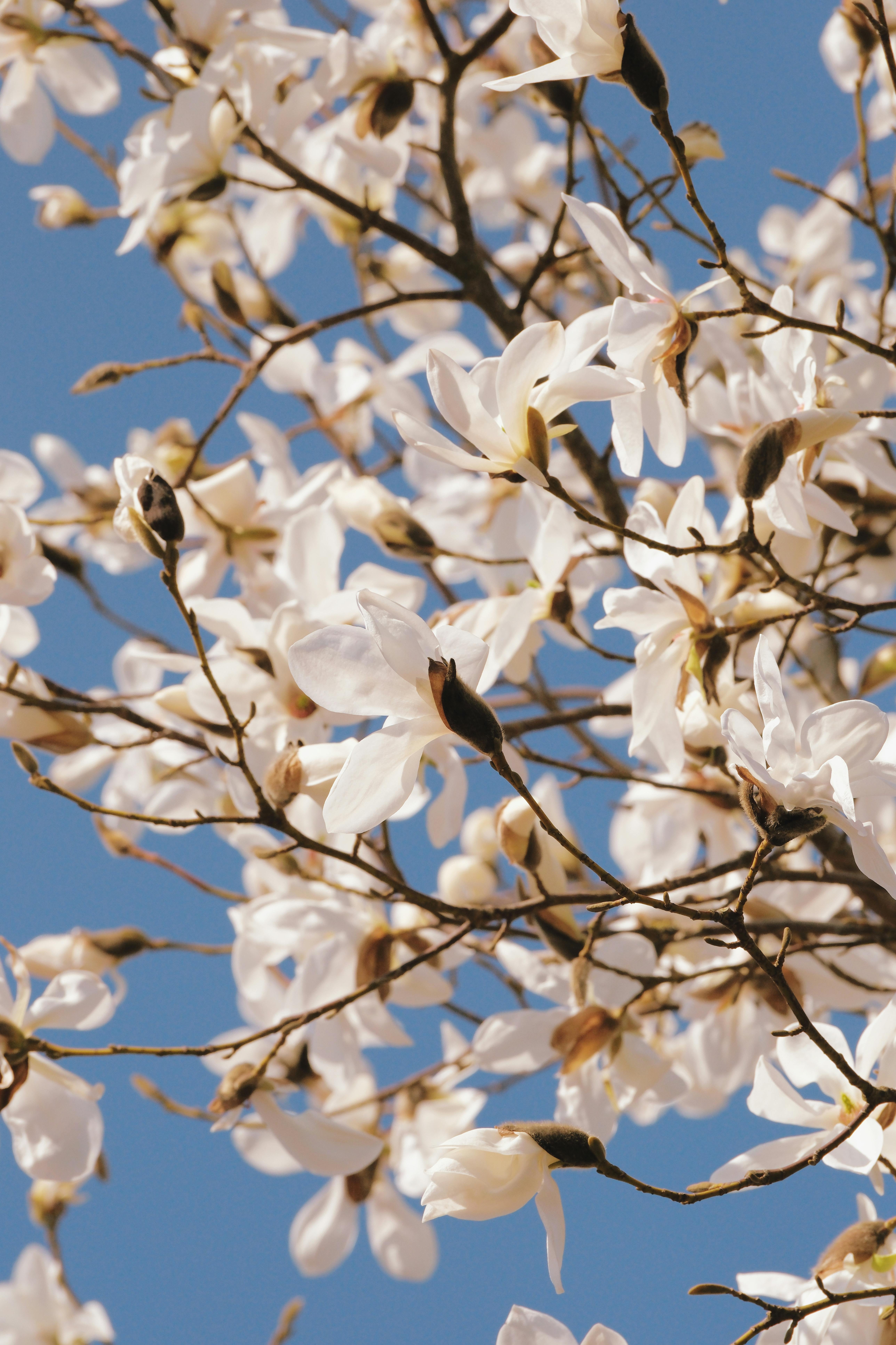 Pure And Blameless Photos, Download The BEST Free Pure And Blameless ...