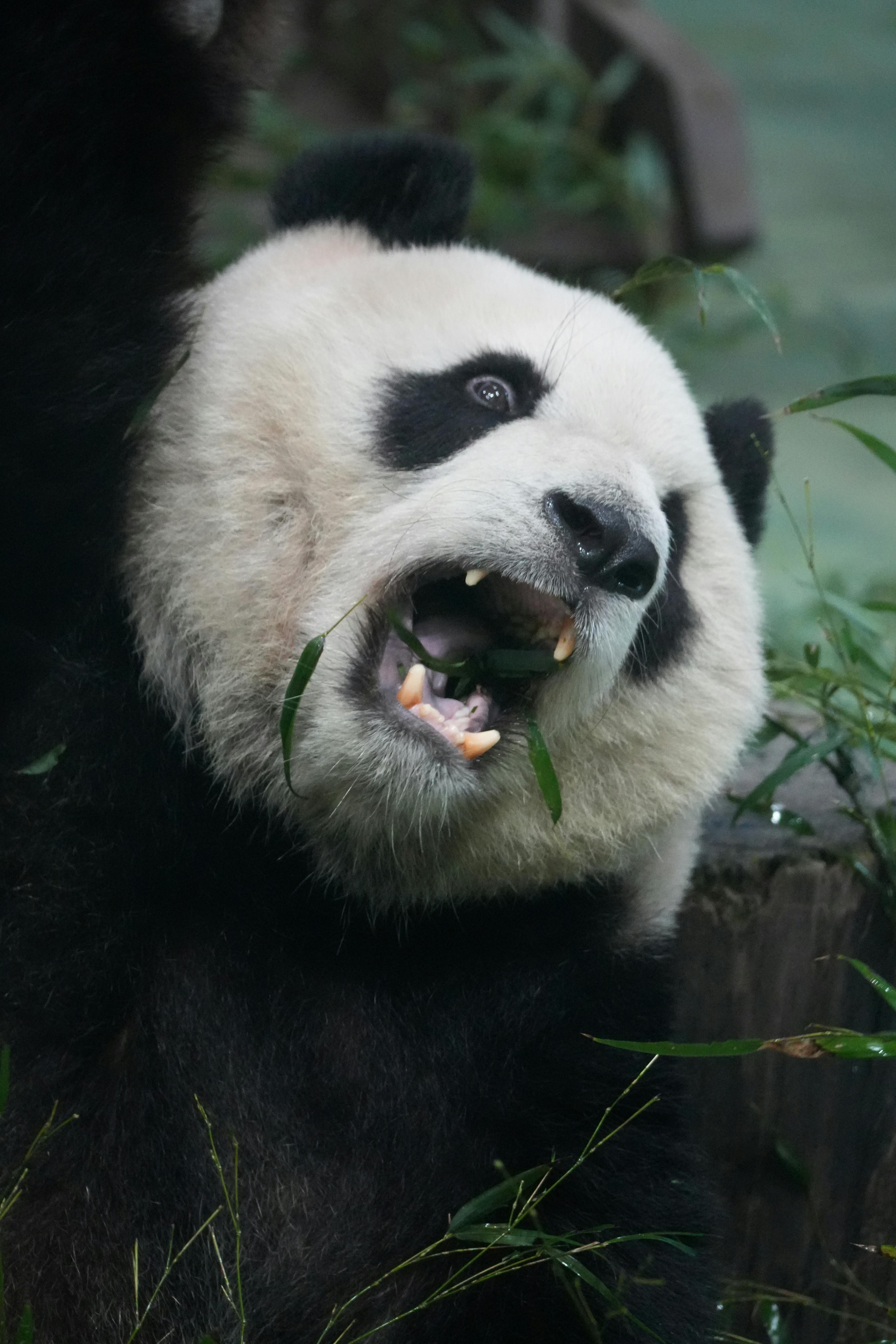 Close-Up of Giant Panda Eating Bamboo · Free Stock Photo