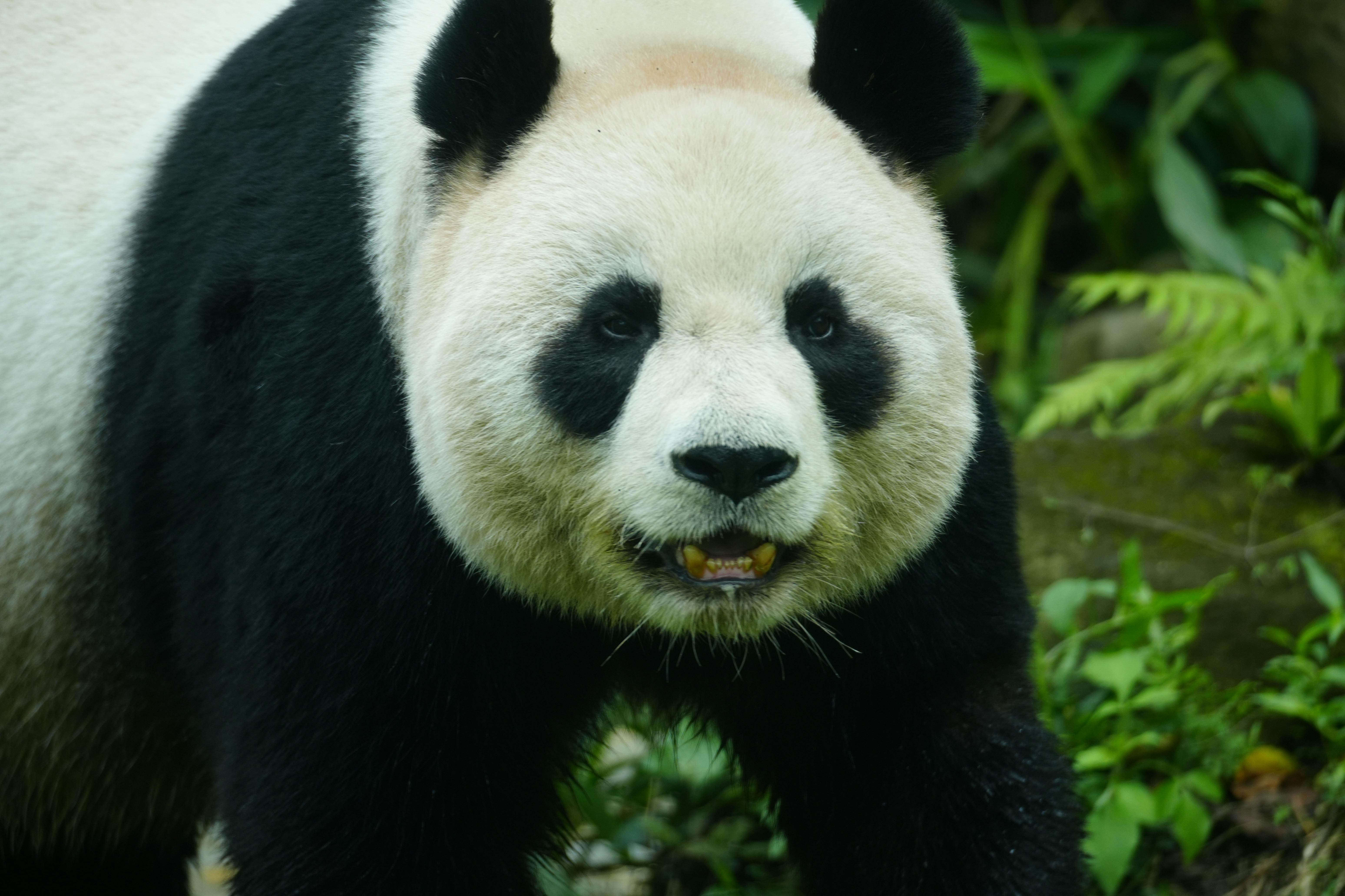 Close-Up of Giant Panda in Natural Habitat · Free Stock Photo